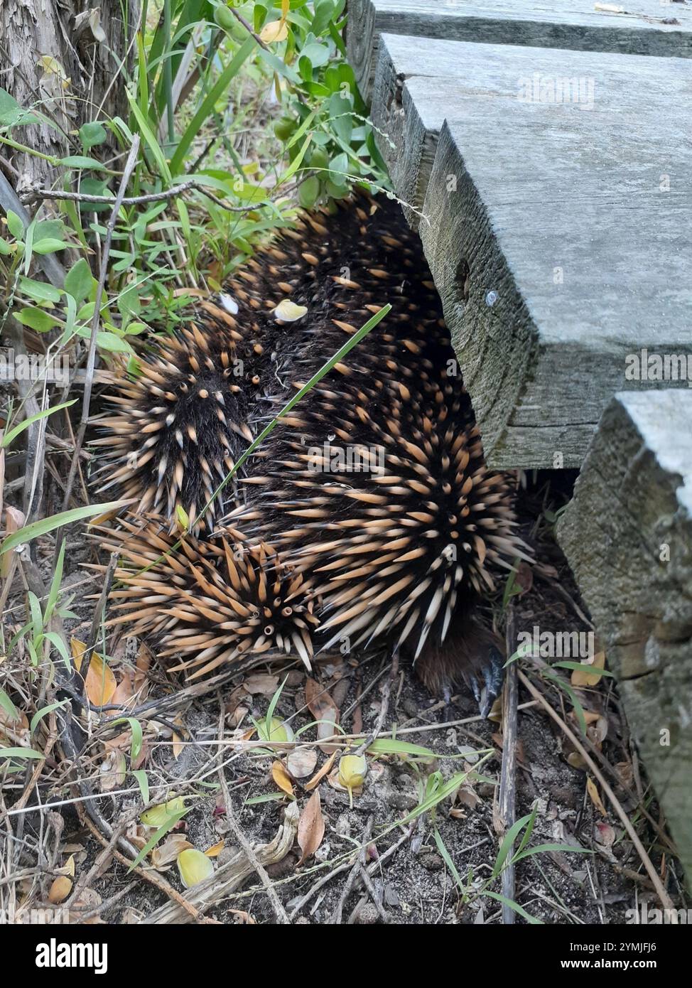 Eastern Short-beaked Echidna (Tachyglossus aculeatus aculeatus Stock ...