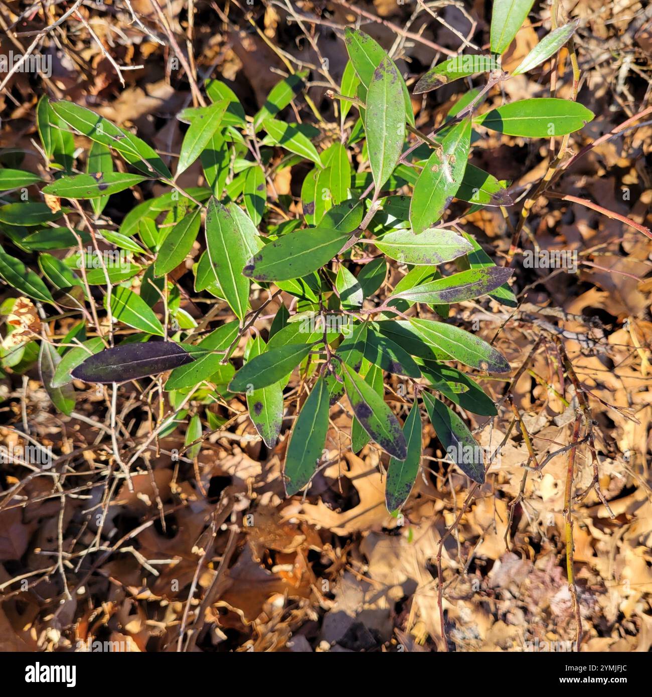 gallberry (Ilex glabra Stock Photo - Alamy