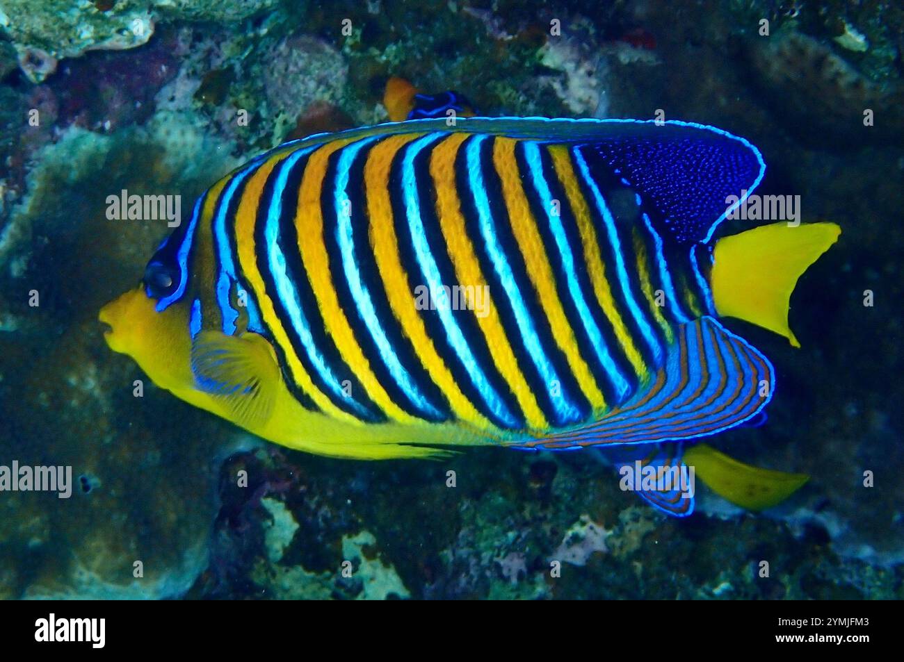Regal Angelfish (Pygoplites diacanthus Stock Photo - Alamy