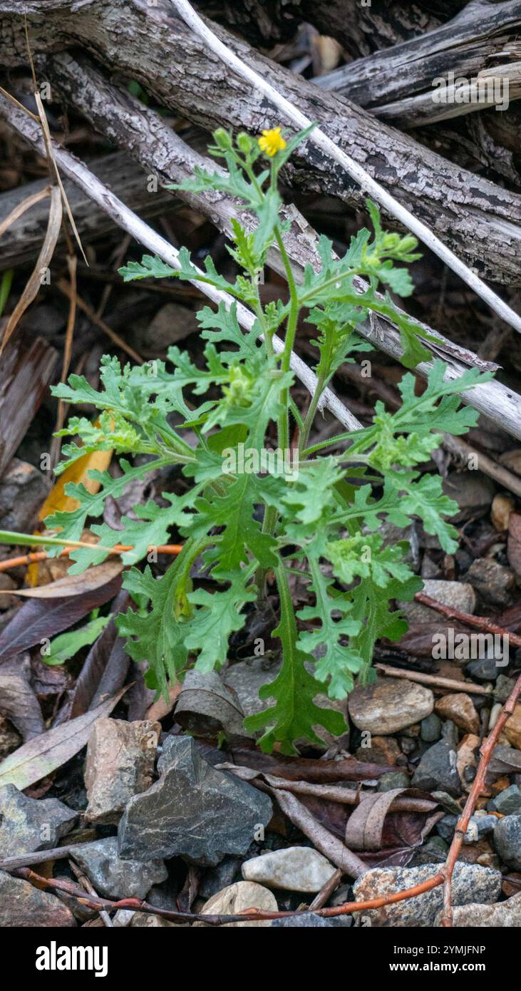 Sticky Groundsel (Senecio viscosus Stock Photo - Alamy