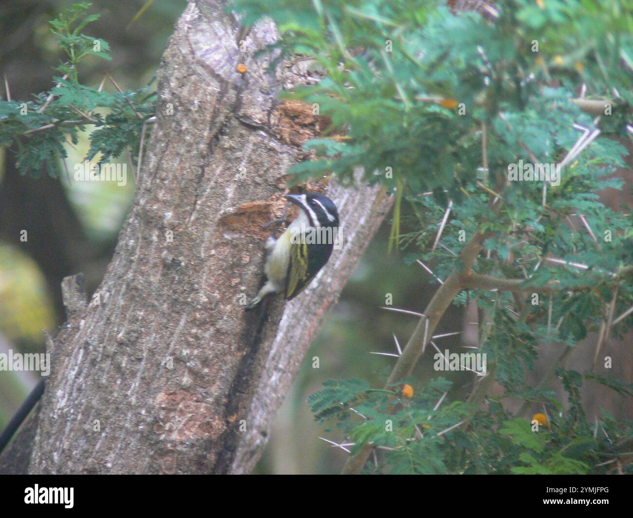 Pogoniulus bilineatus hi-res stock photography and images - Alamy