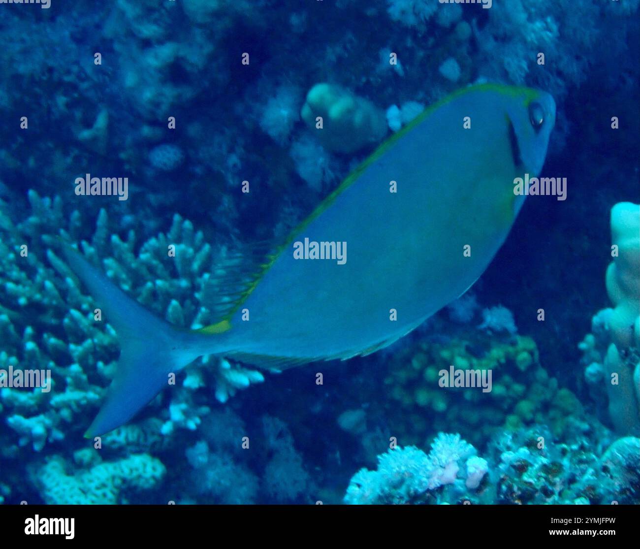 Forktail rabbitfish hi-res stock photography and images - Alamy