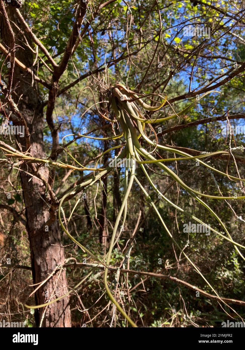 Balbis' airplant (Tillandsia balbisiana Stock Photo - Alamy