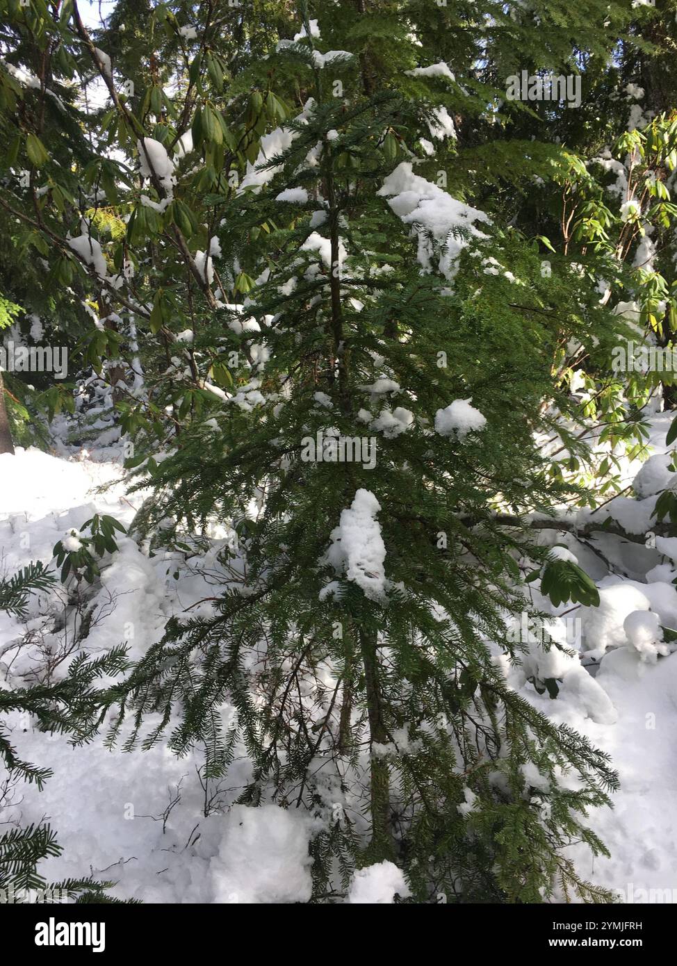 Pacific silver fir abies amabilis hi-res stock photography and images ...
