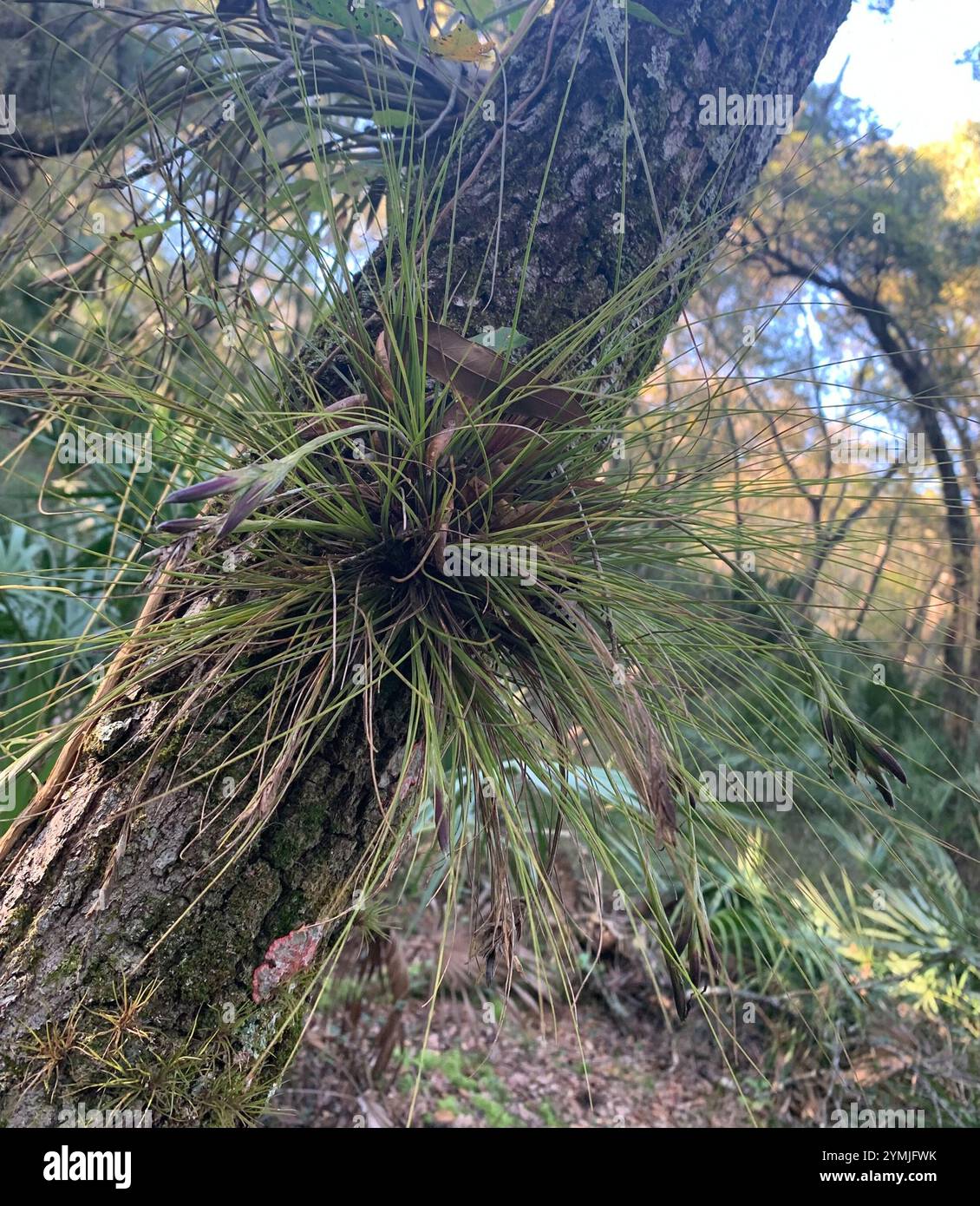 southern needleleaf airplant (Tillandsia setacea Stock Photo - Alamy