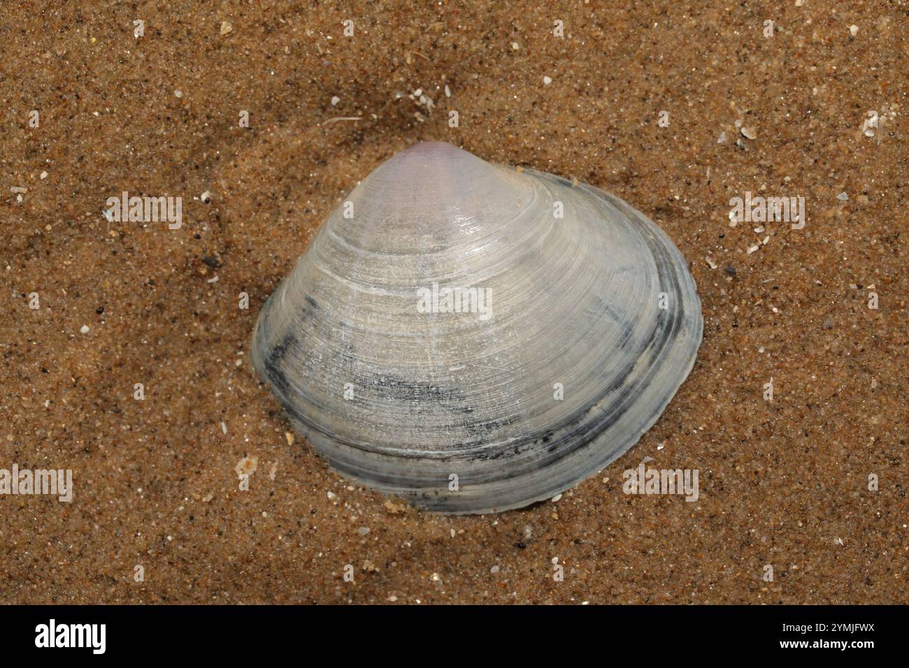 Rayed trough shell hi-res stock photography and images - Alamy