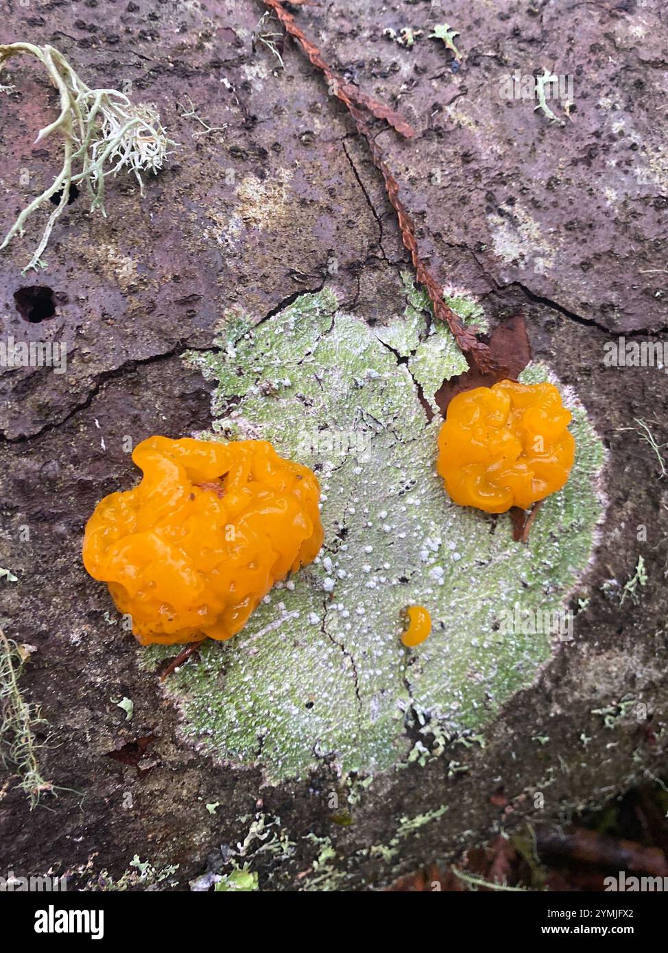 Orange Jelly Spot (Dacrymyces chrysospermus Stock Photo - Alamy