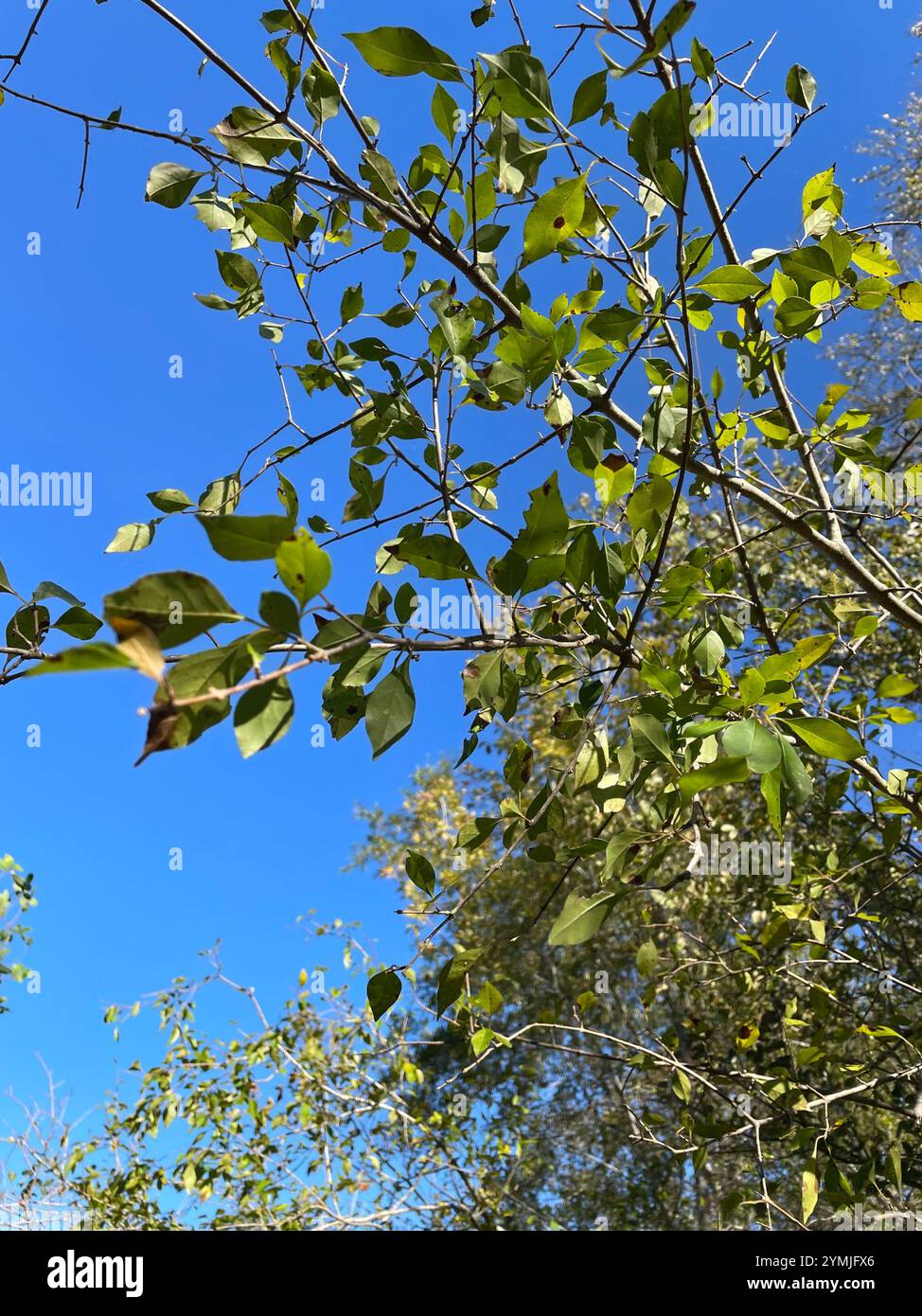 eastern swamp privet (Forestiera acuminata Stock Photo - Alamy
