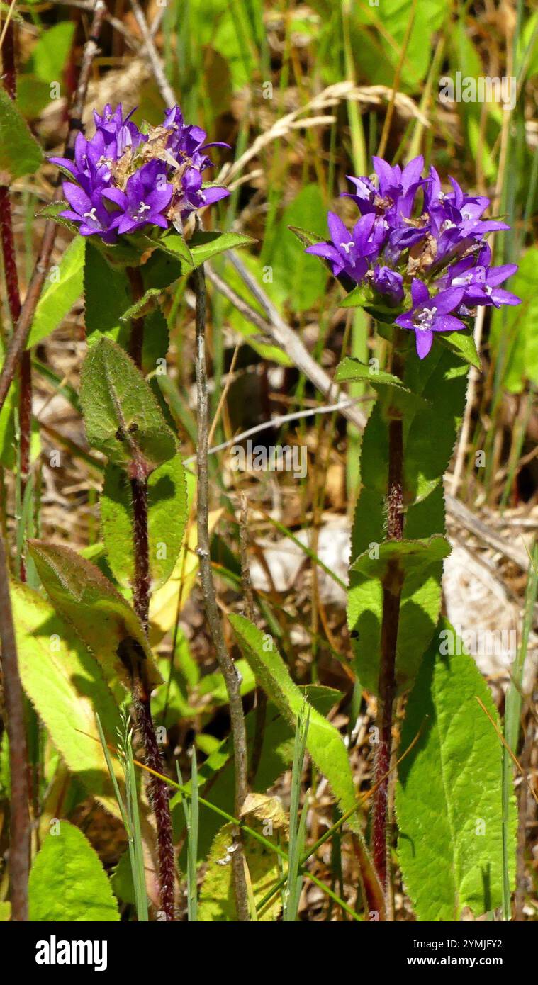 clustered bellflower (Campanula glomerata Stock Photo - Alamy