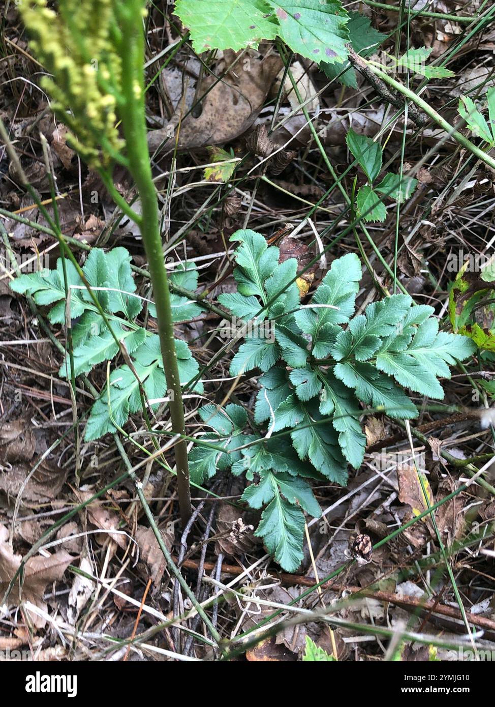 Cutleaf Grapefern (Sceptridium dissectum Stock Photo - Alamy