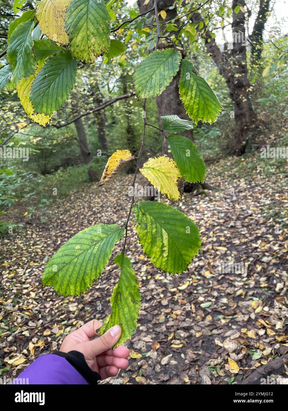 Wych Elm (Ulmus glabra Stock Photo - Alamy