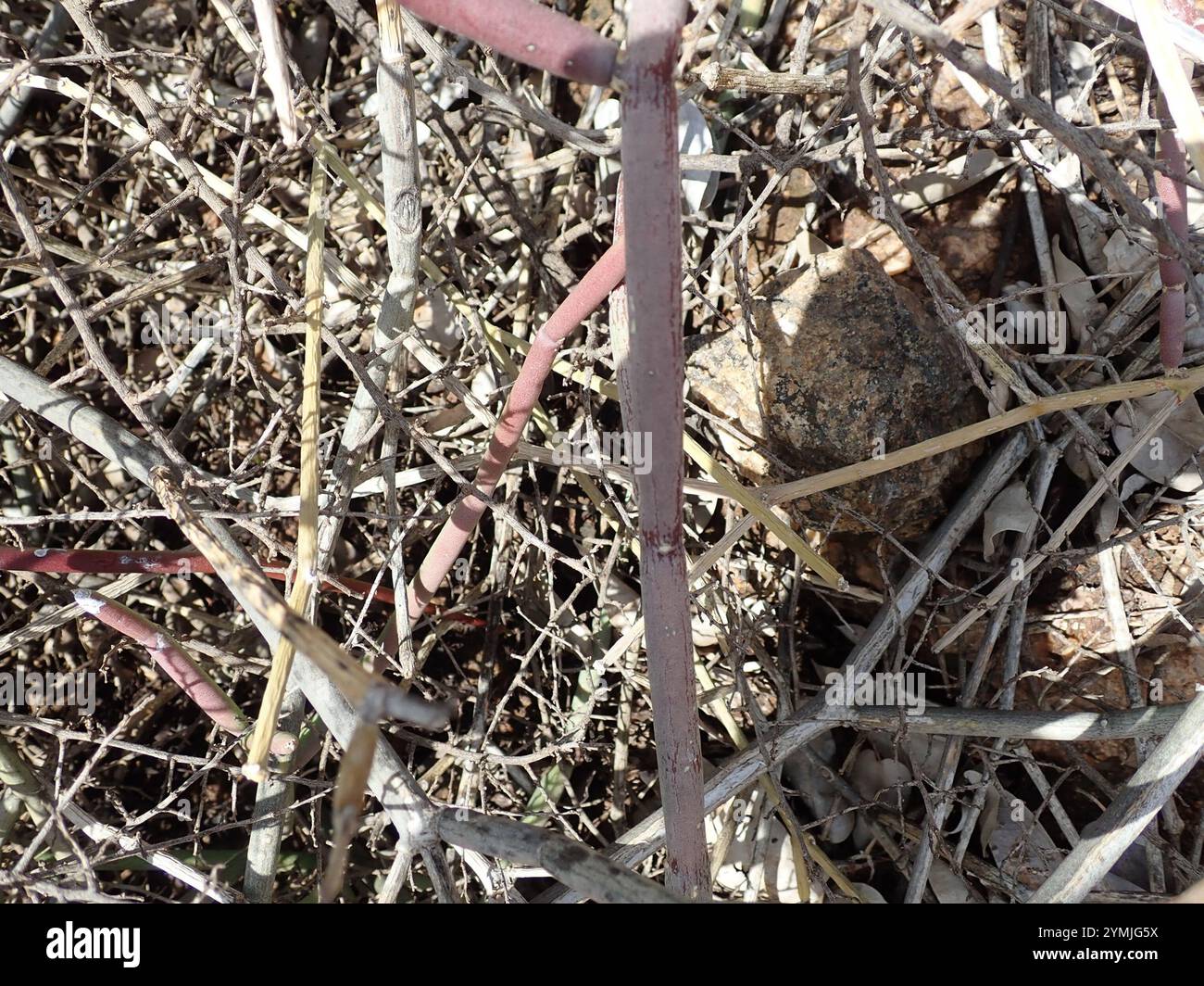 Caustic Vine (Cynanchum viminale Stock Photo - Alamy