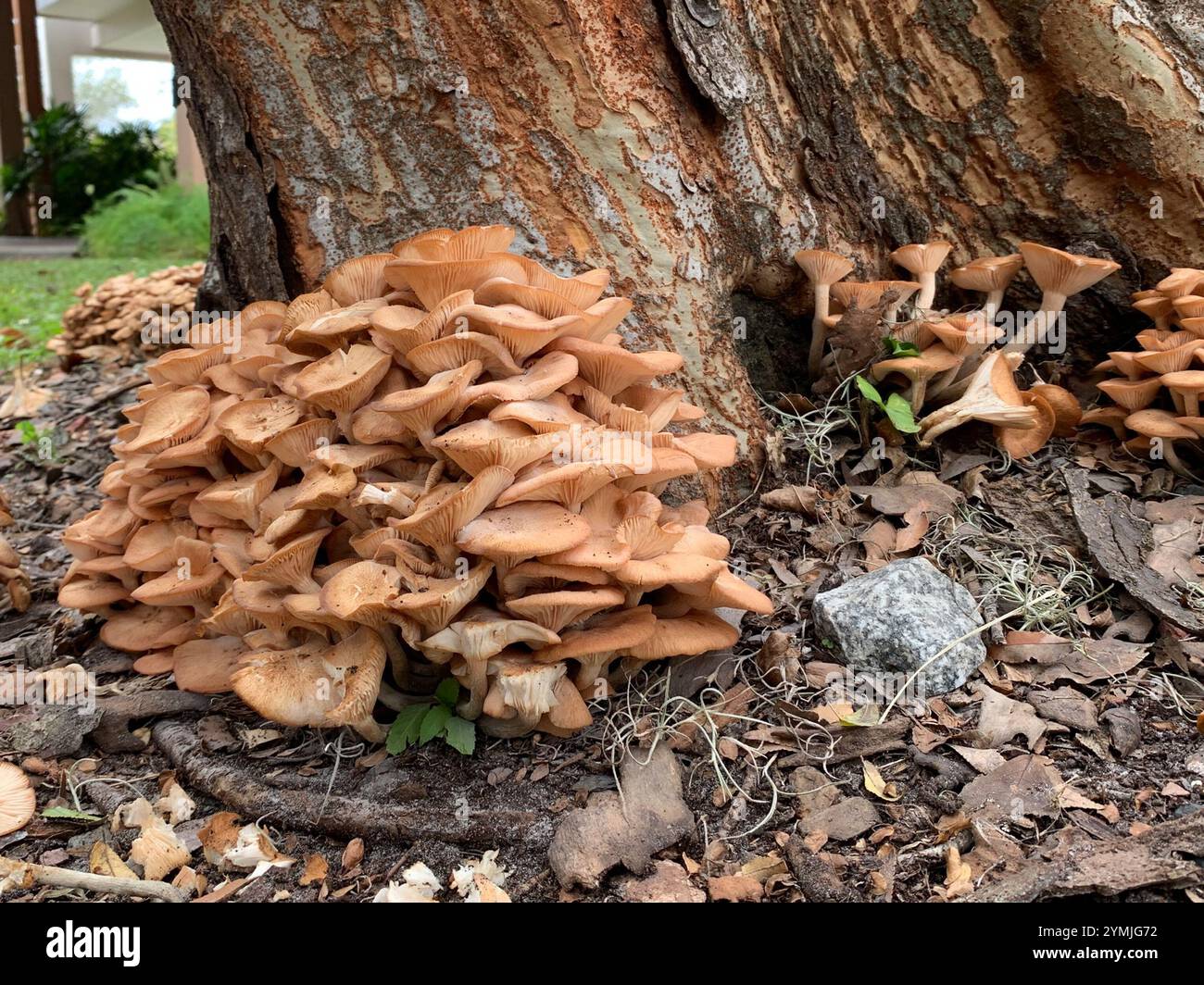 Ringless Honey Mushroom (Desarmillaria caespitosa Stock Photo - Alamy