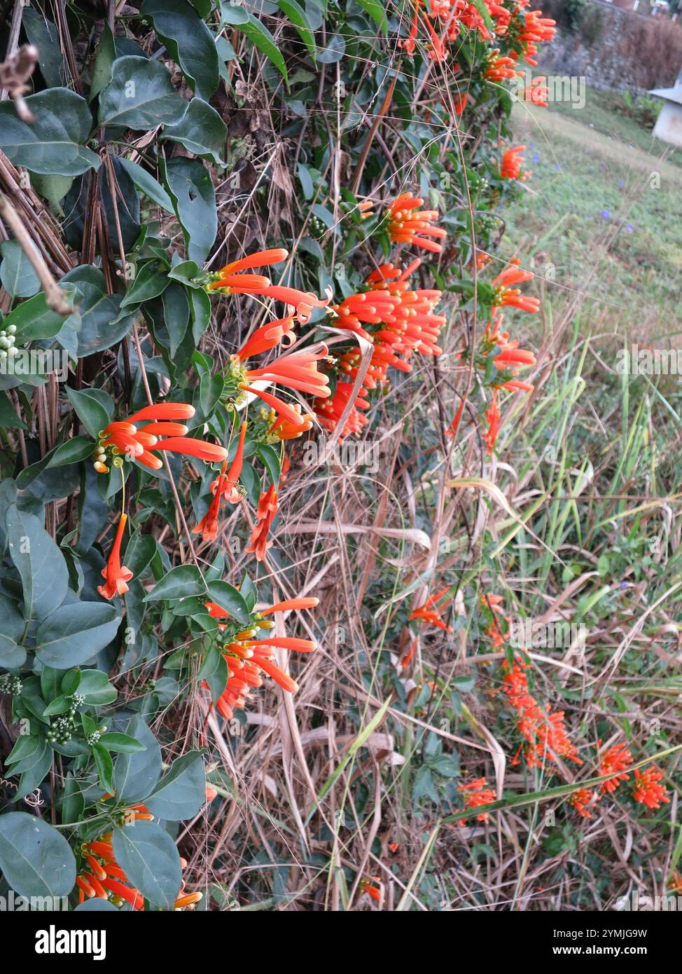Flame vine (Pyrostegia venusta Stock Photo - Alamy