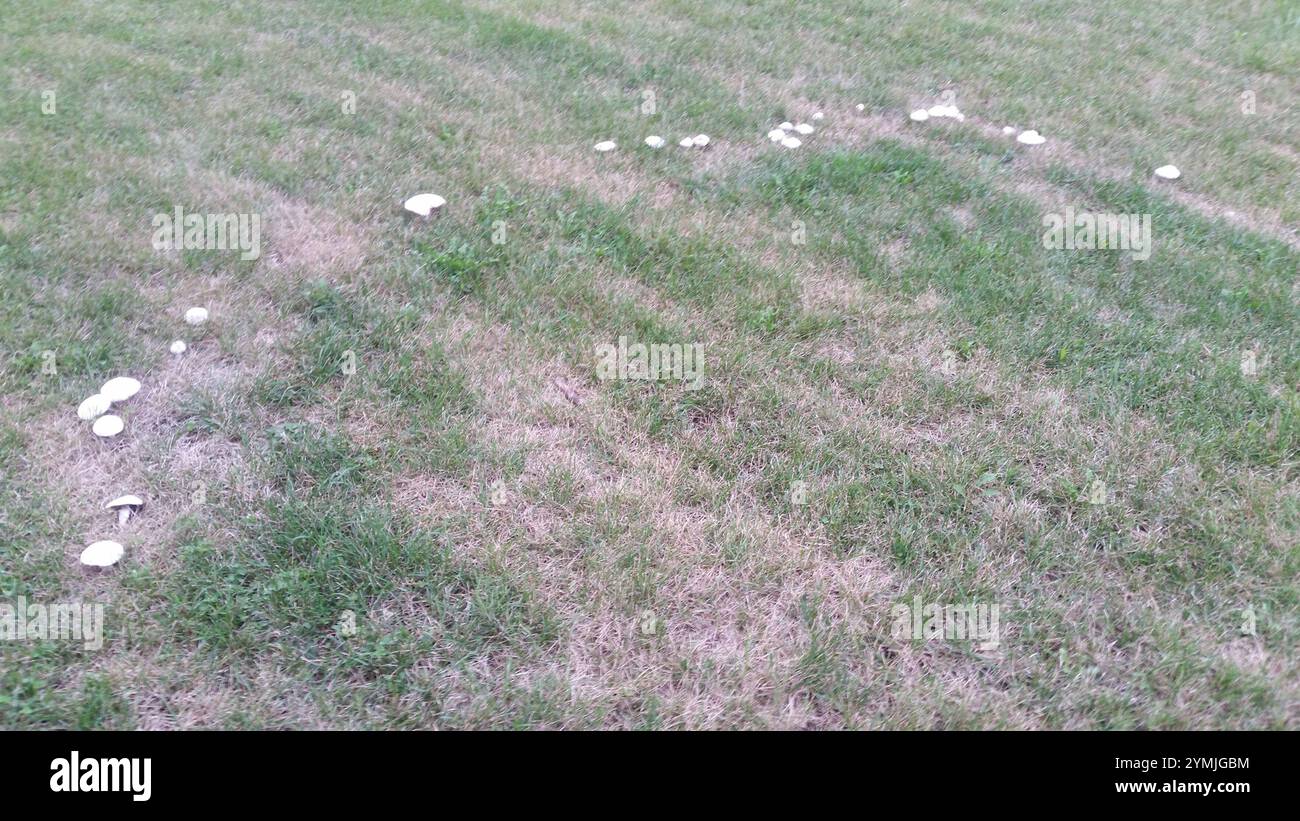 Meadow Mushroom (Agaricus campestris Stock Photo - Alamy