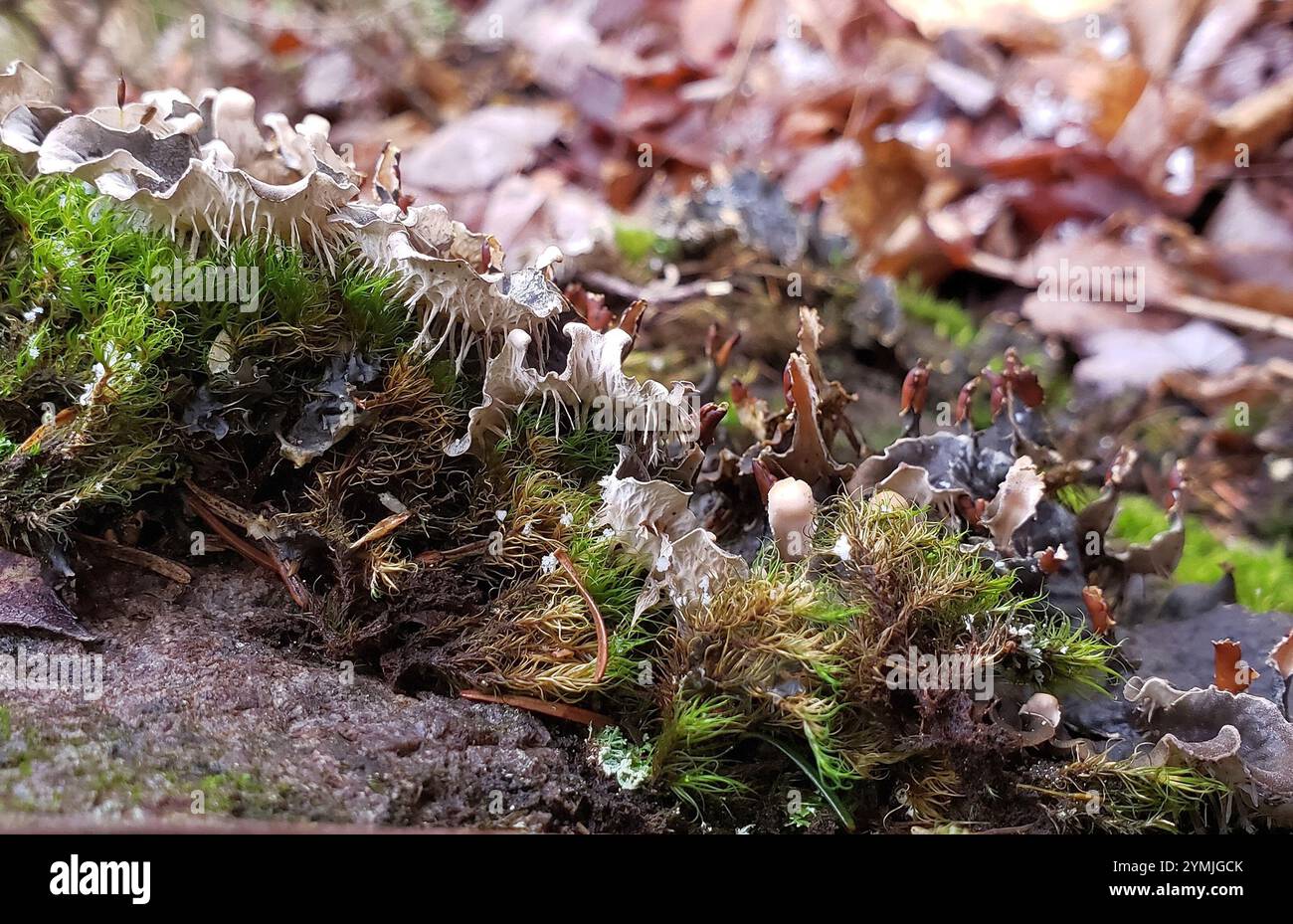 membranous pelt lichen (Peltigera membranacea Stock Photo - Alamy