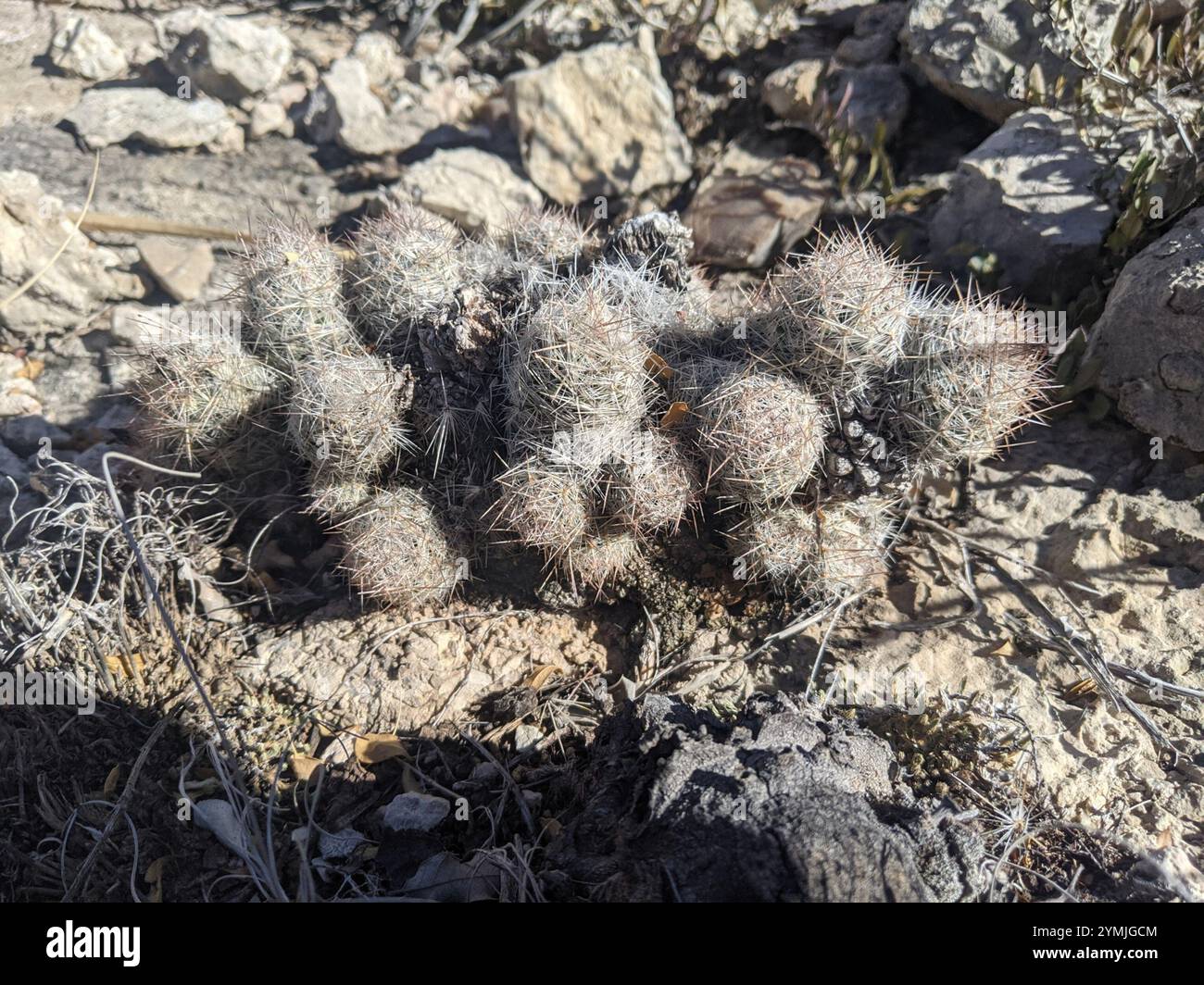 Whitecolumn Foxtail Cactus (Escobaria tuberculosa Stock Photo - Alamy