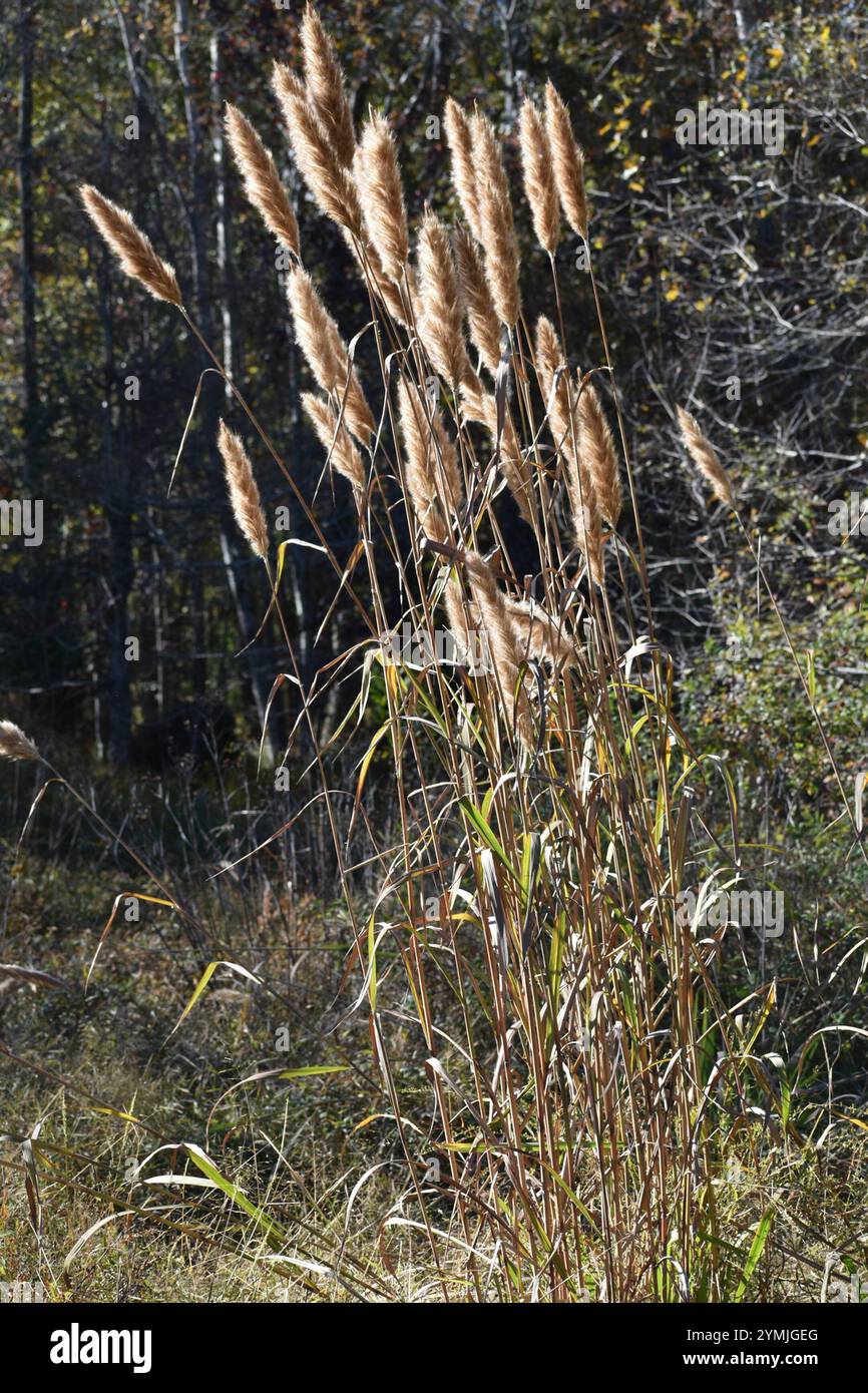 sugarcane plumegrass (Erianthus giganteus Stock Photo - Alamy