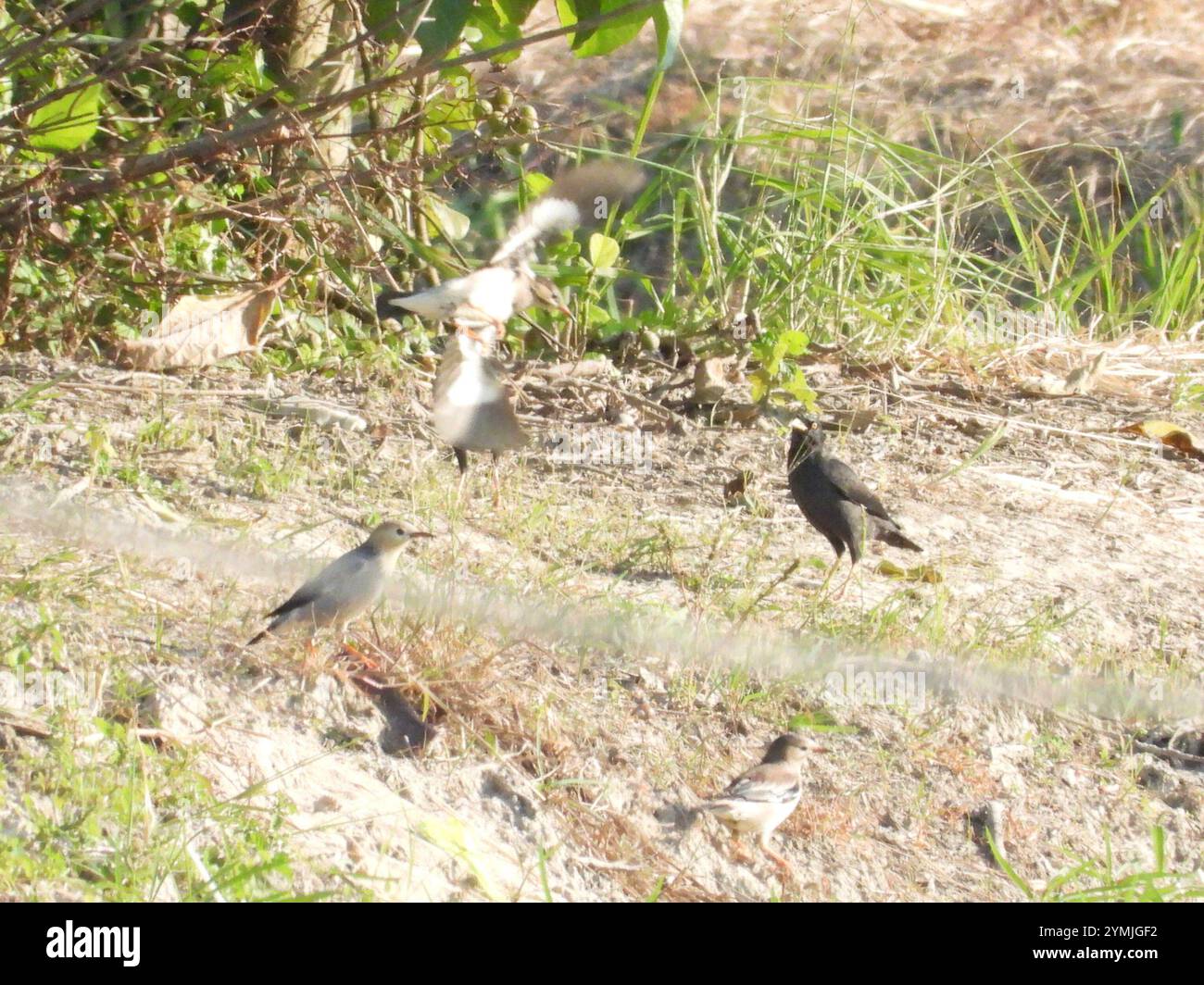Spodiopsar sericeus hi-res stock photography and images - Alamy