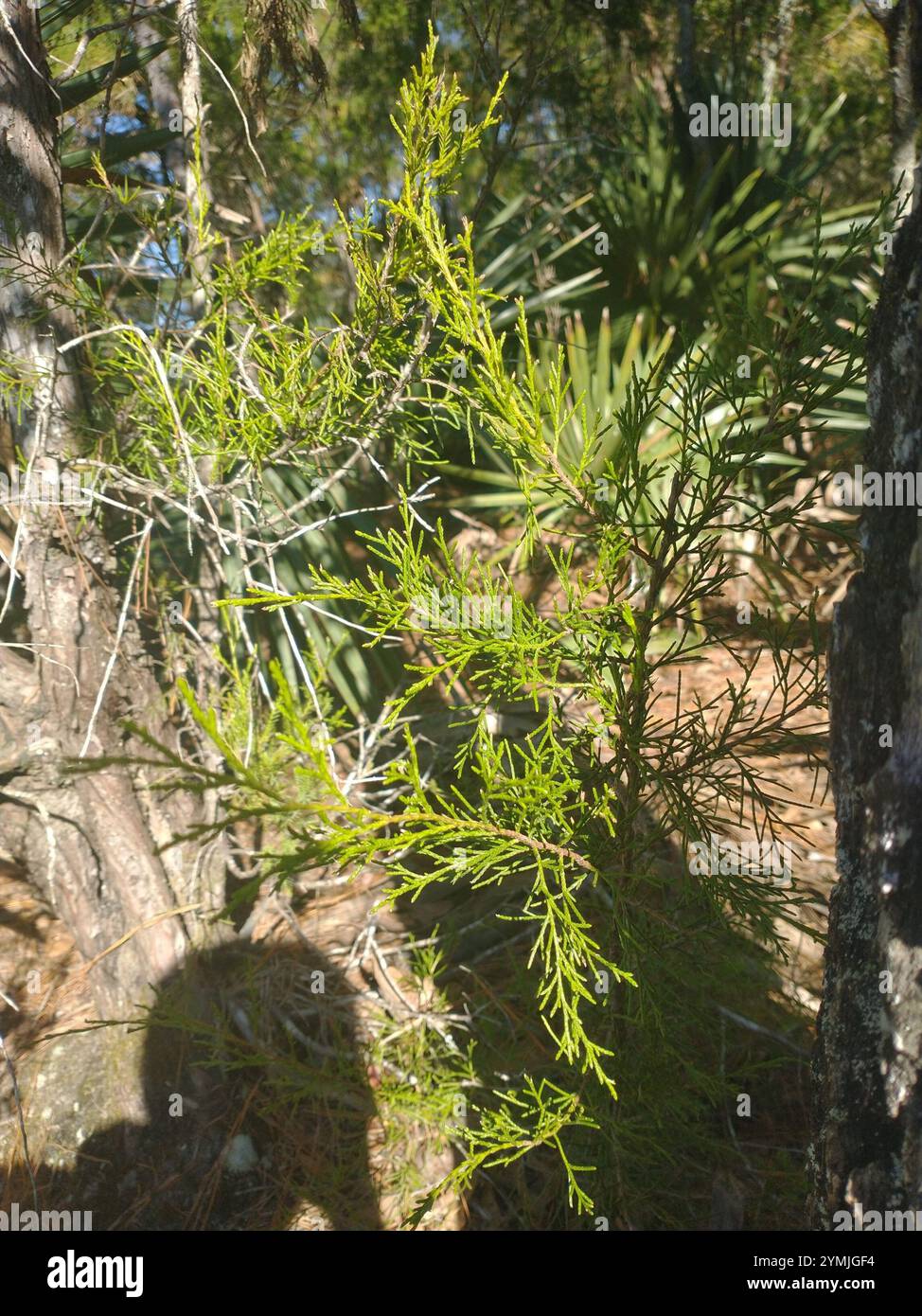 Southern Redcedar (Juniperus virginiana silicicola Stock Photo - Alamy