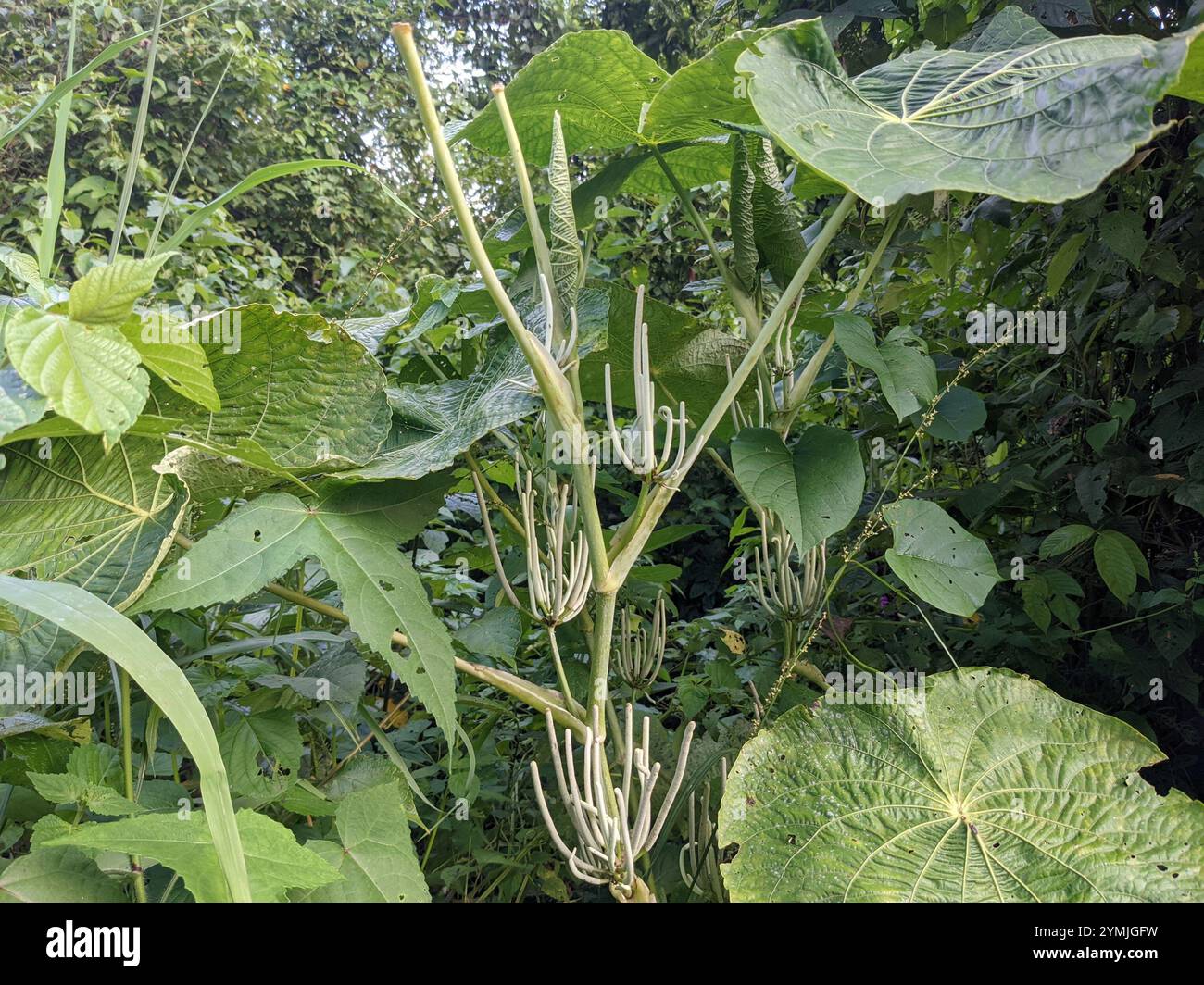 pariparoba (Piper peltatum Stock Photo - Alamy
