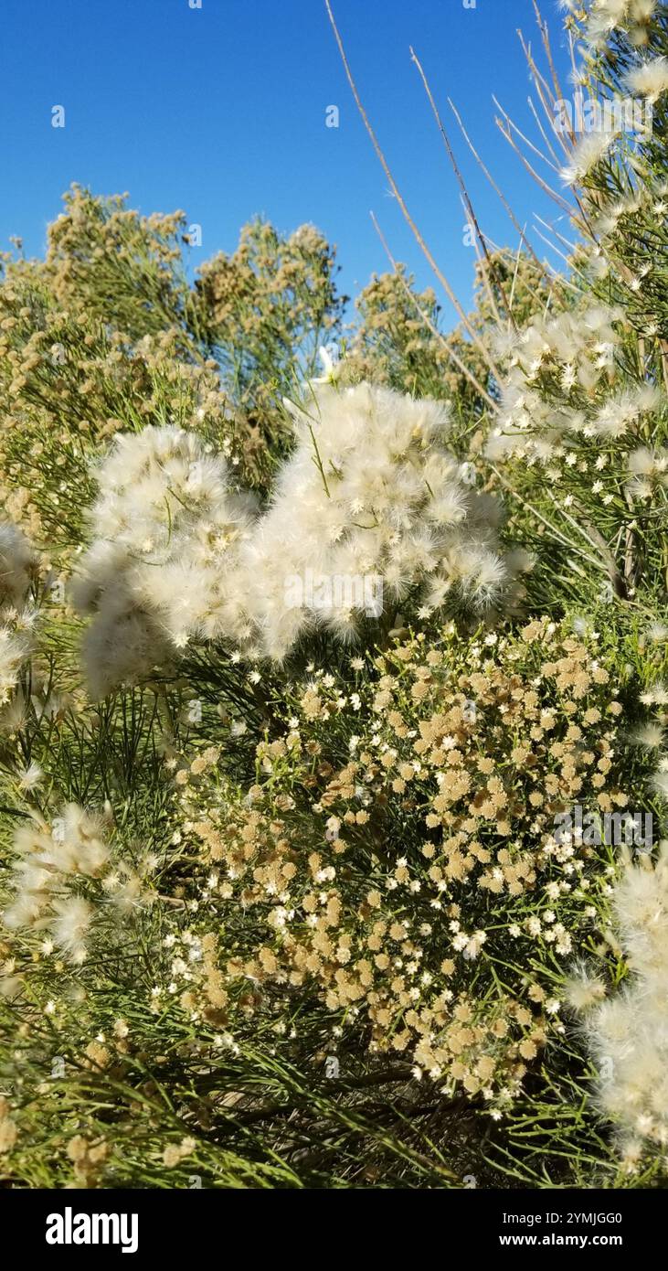 Desert Broom (Baccharis sarothroides Stock Photo - Alamy