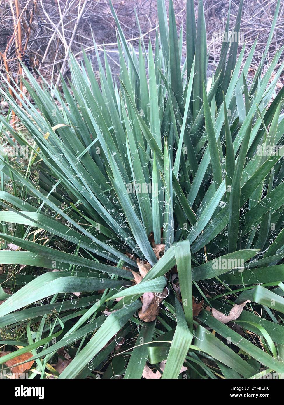 common yucca (Yucca filamentosa Stock Photo - Alamy
