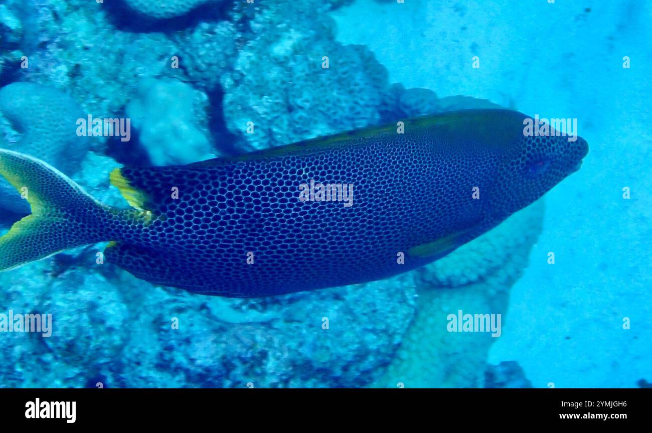 Honeycomb Rabbitfish (Siganus stellatus Stock Photo - Alamy