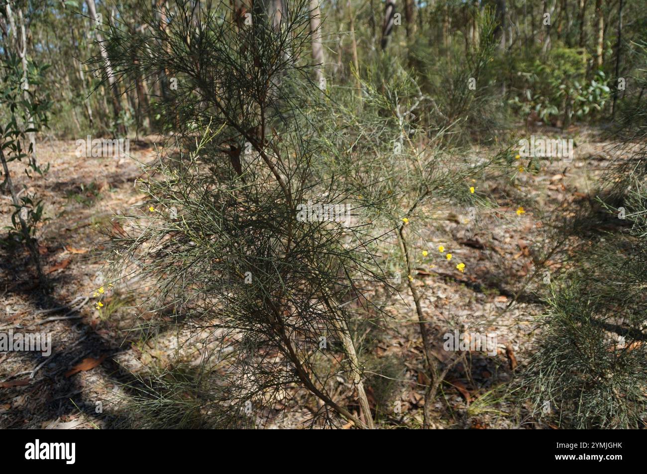 winged broom-pea (Jacksonia scoparia Stock Photo - Alamy