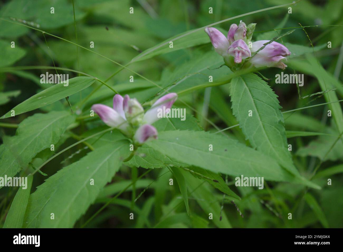 white turtlehead (Chelone glabra Stock Photo - Alamy