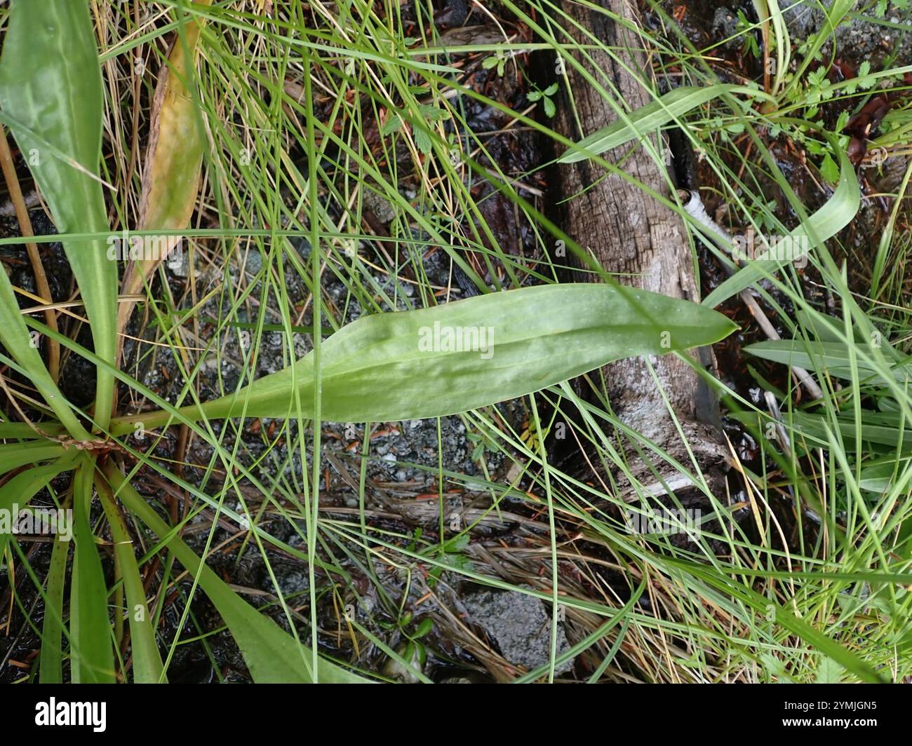 Alaska Plantain (Plantago macrocarpa Stock Photo - Alamy