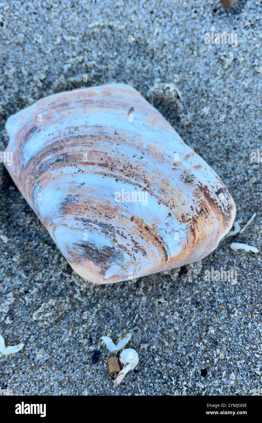 Pismo Clam (Tivela stultorum Stock Photo - Alamy