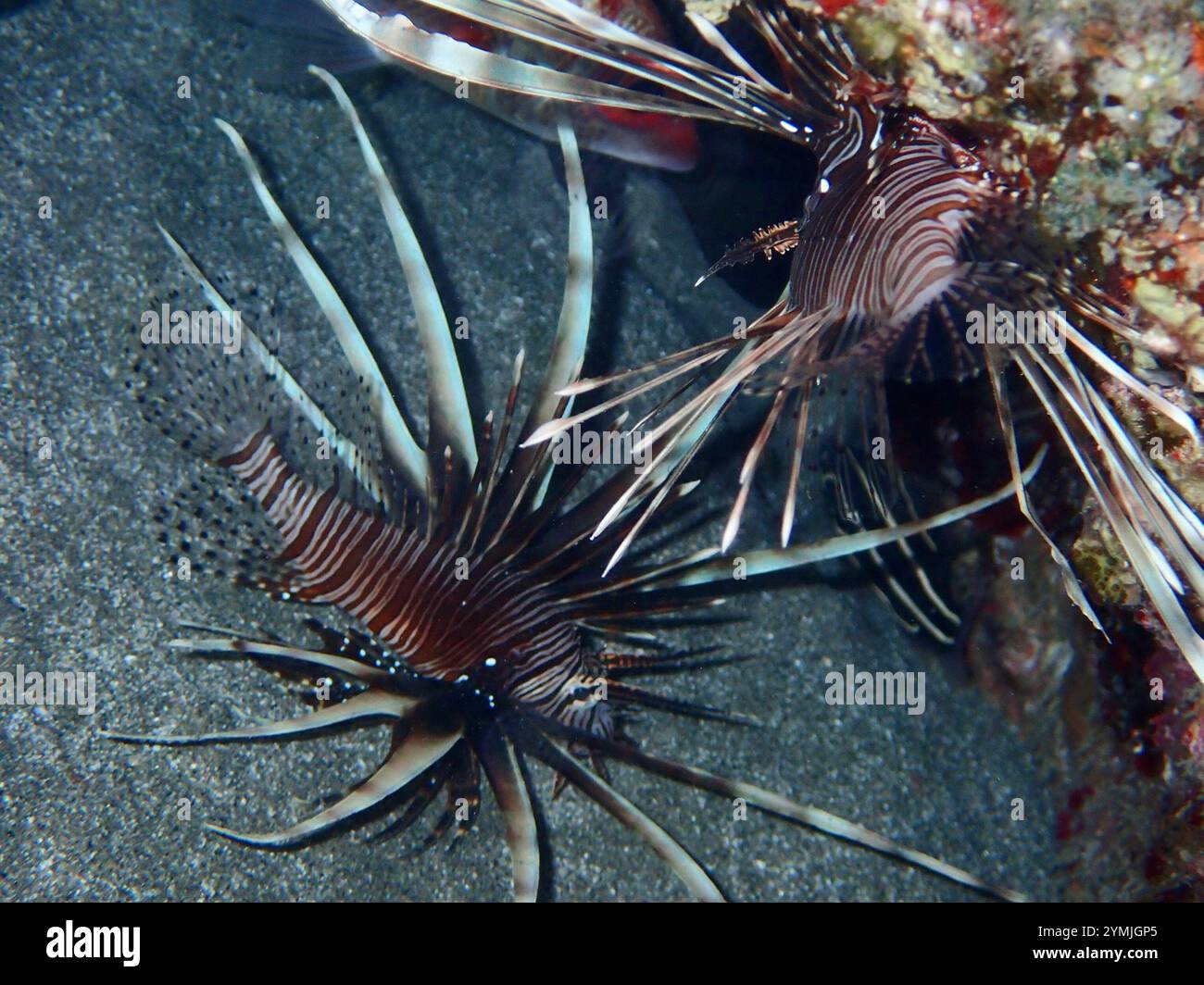Indian Lionfish (Pterois miles Stock Photo - Alamy