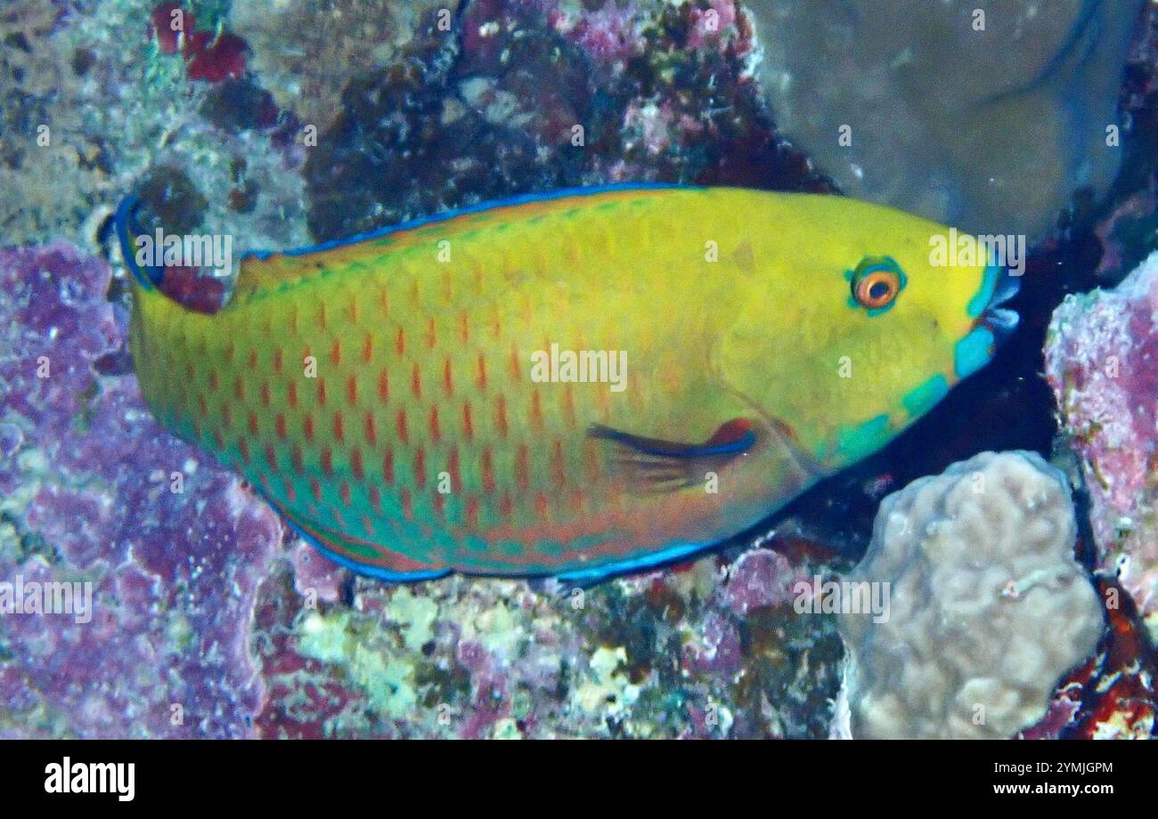 Chlorurus gibbus hi-res stock photography and images - Alamy