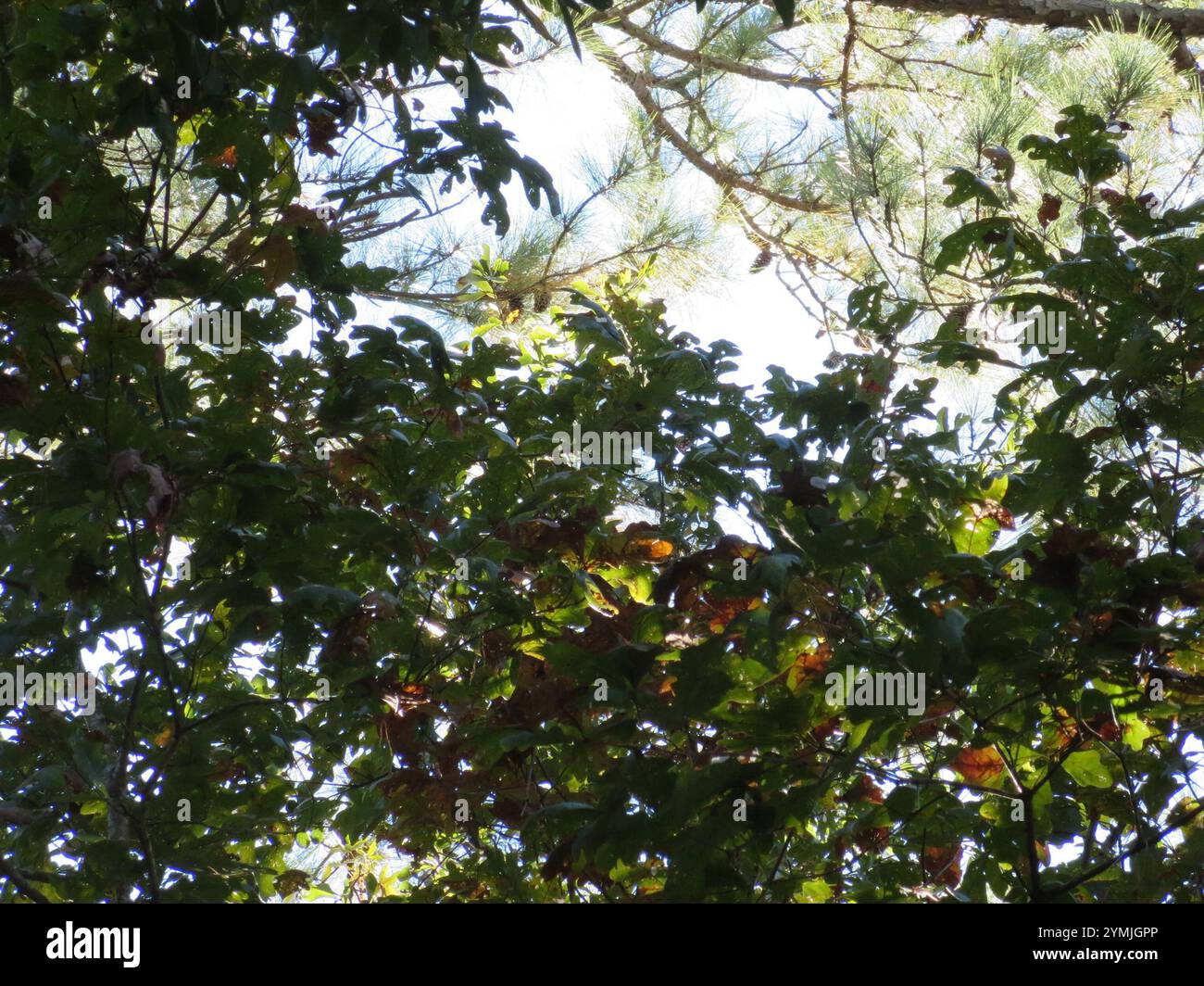 white oak (Quercus alba Stock Photo - Alamy