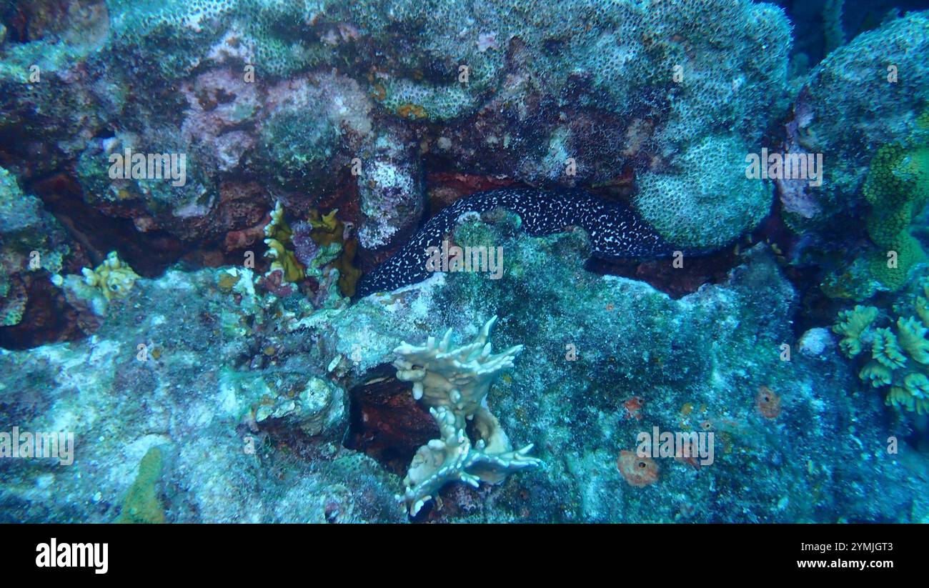 Spotted Moray (Gymnothorax moringa Stock Photo - Alamy