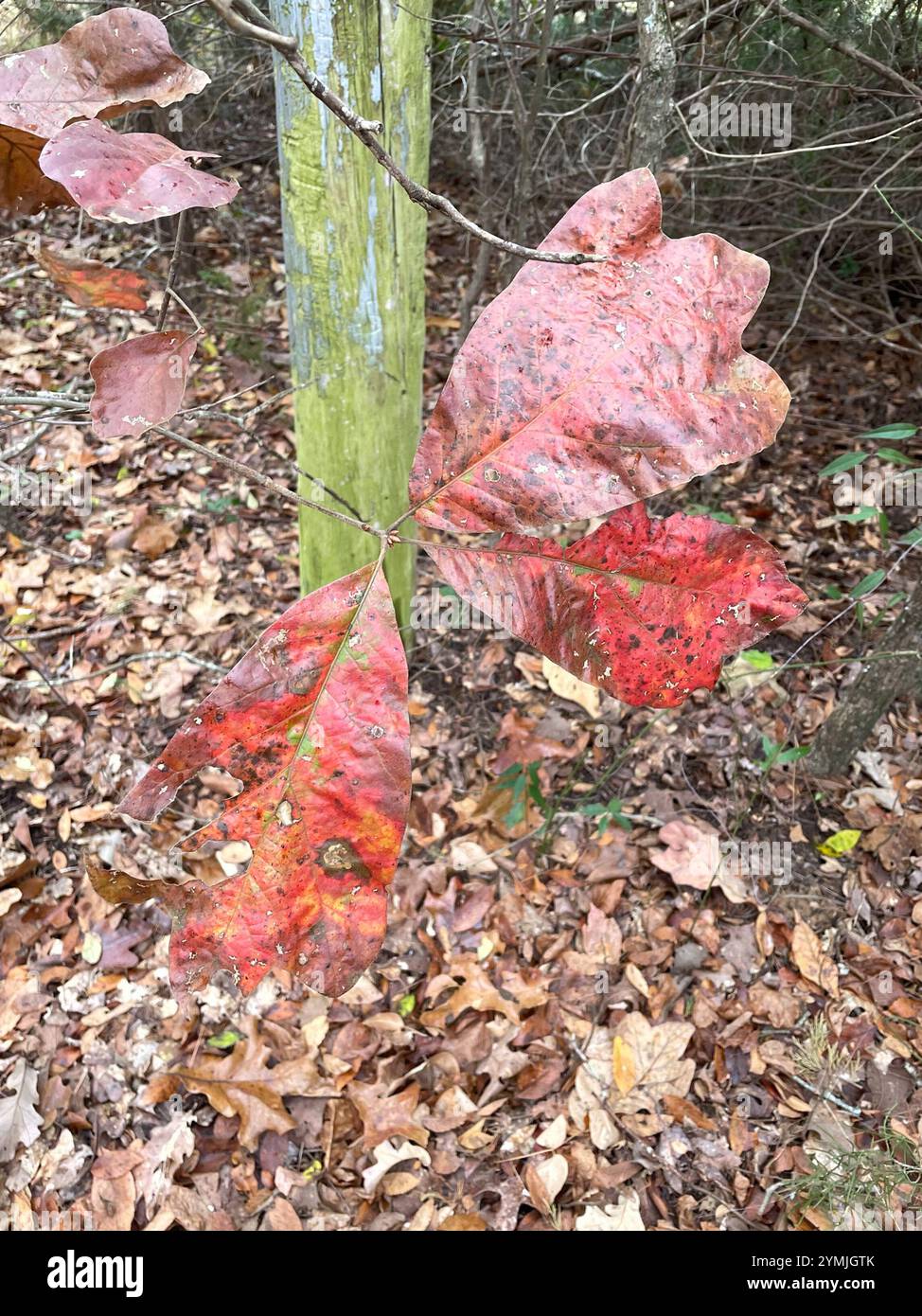 southern red oak (Quercus falcata Stock Photo - Alamy