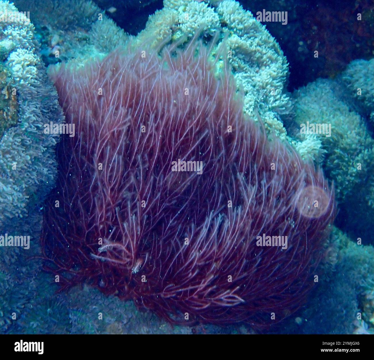 red algae (Rhodophyta Stock Photo - Alamy