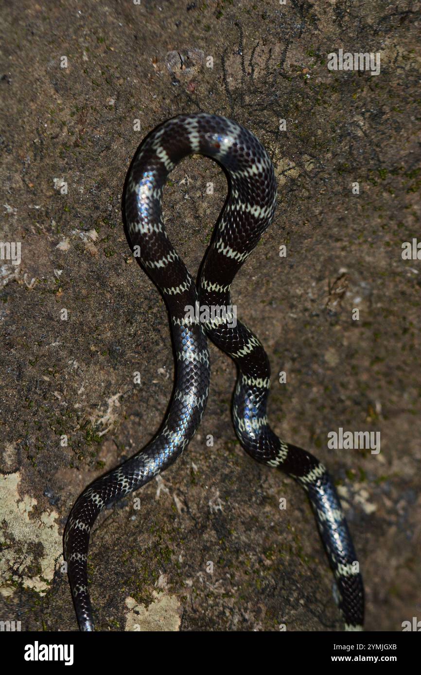 Travancore Wolf Snake (Lycodon travancoricus Stock Photo - Alamy