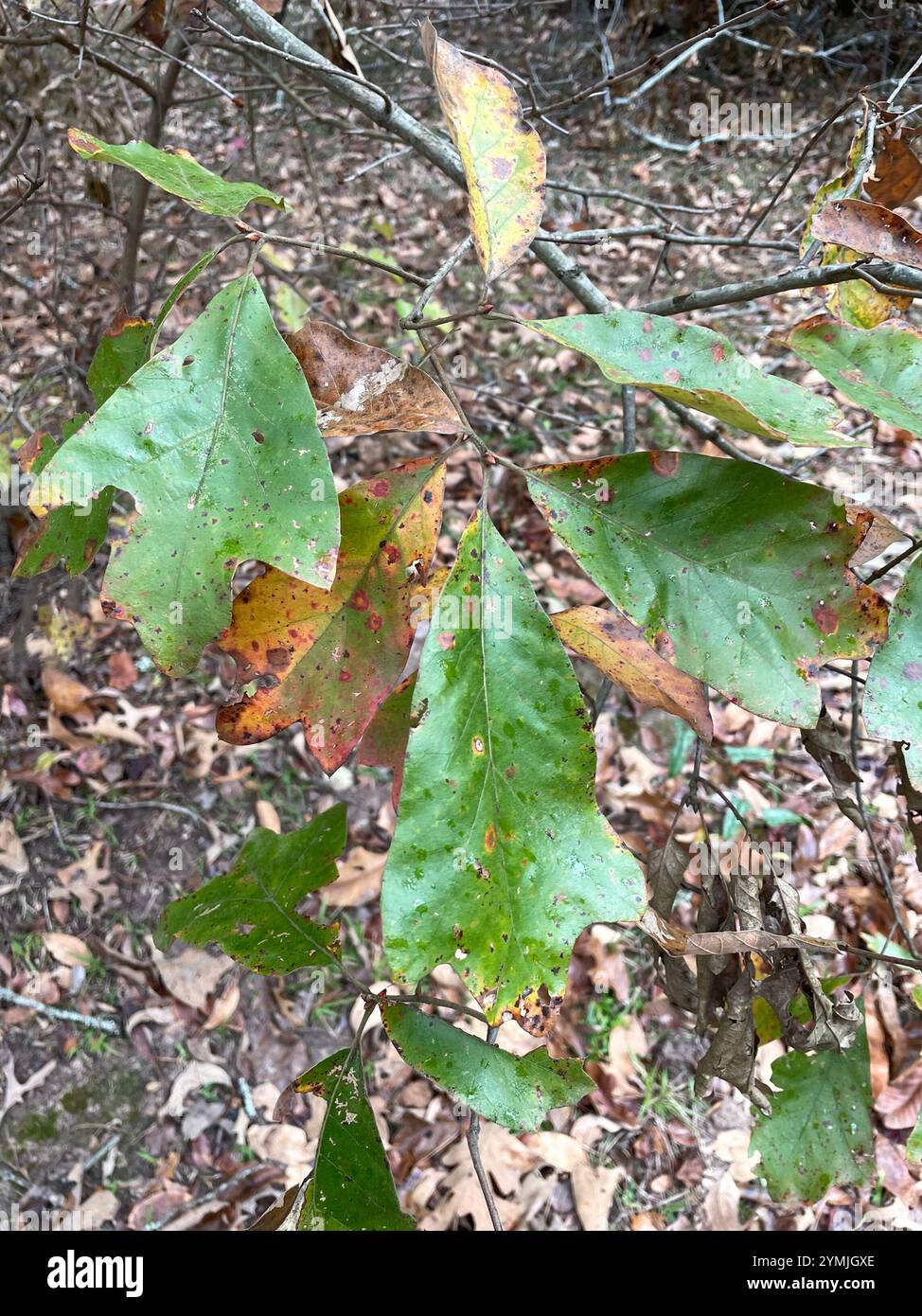 southern red oak (Quercus falcata Stock Photo - Alamy