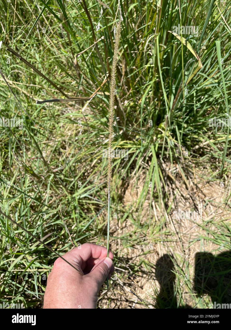 African bristlegrass hi-res stock photography and images - Alamy