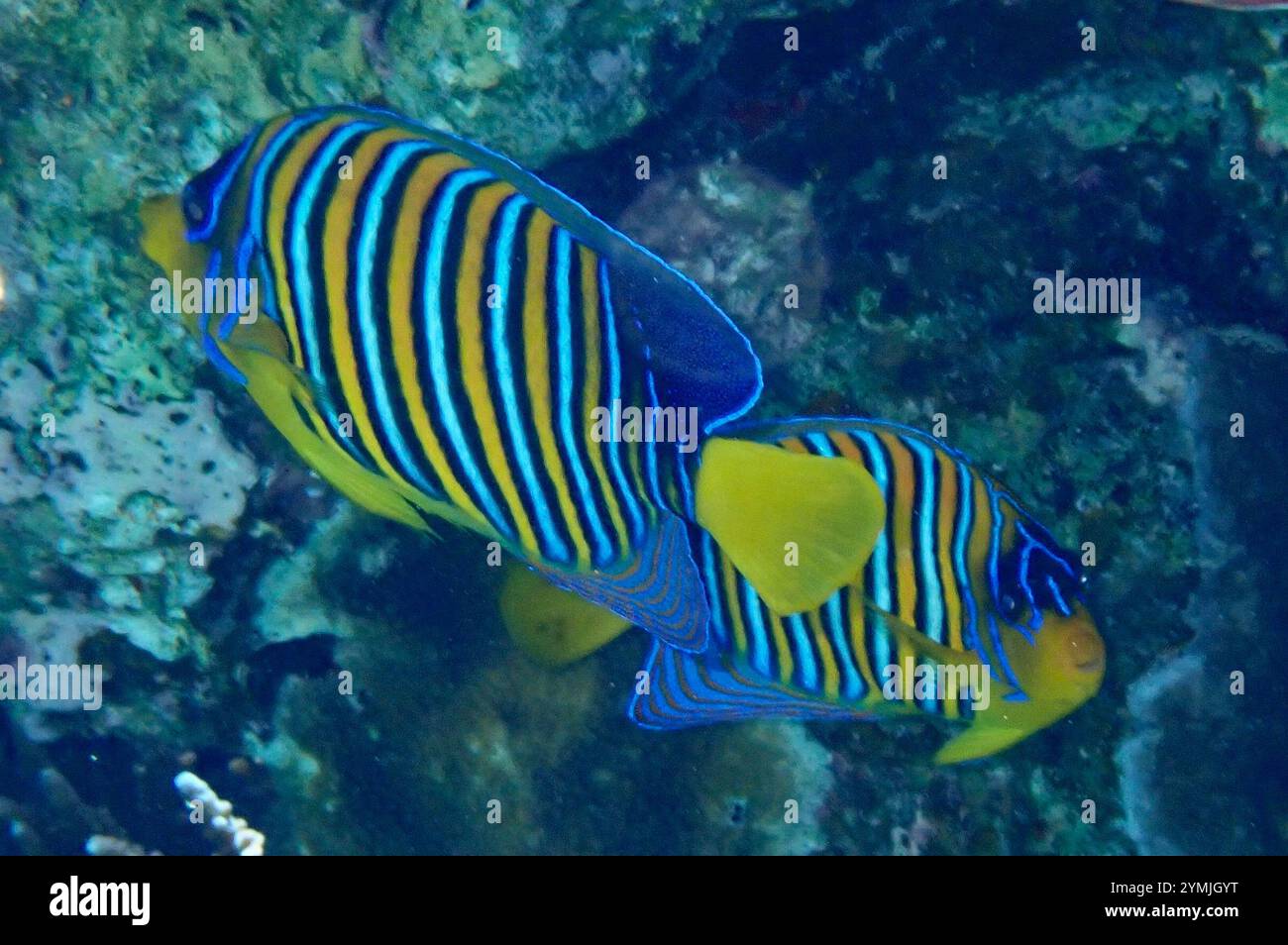 Regal Angelfish (Pygoplites diacanthus Stock Photo - Alamy