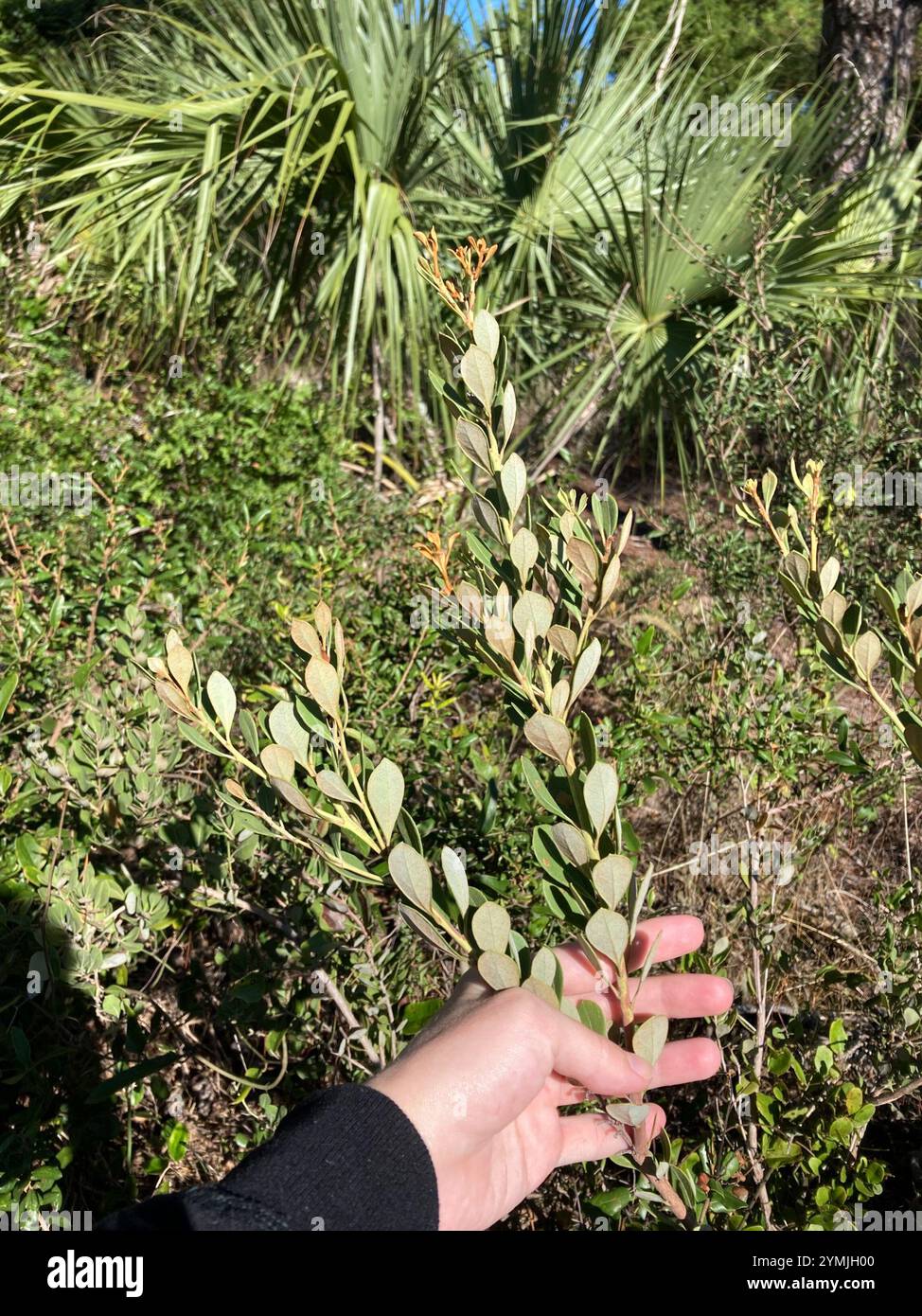 coastal plain staggerbush (Lyonia fruticosa Stock Photo - Alamy