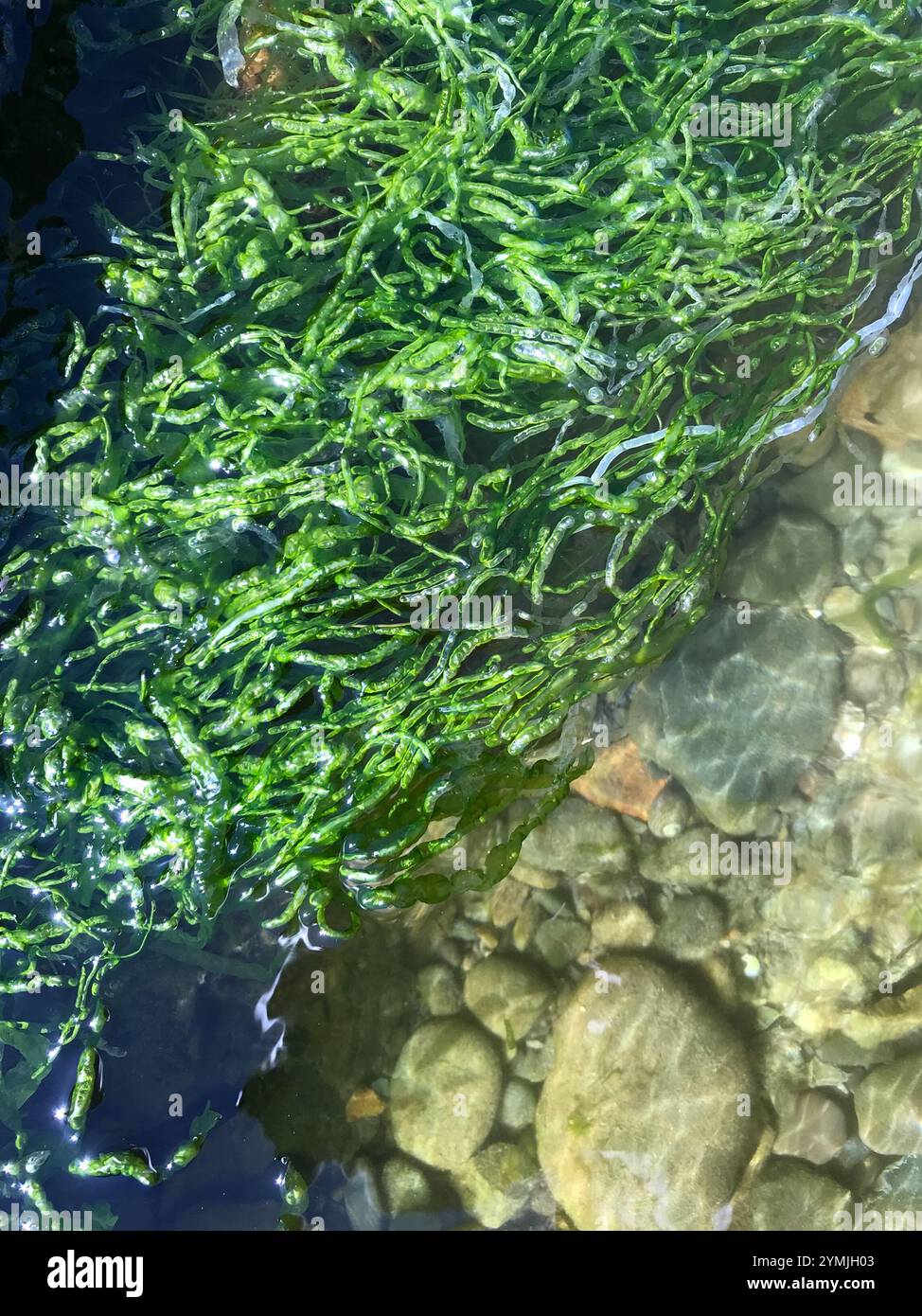 Gutweed (Ulva intestinalis Stock Photo - Alamy