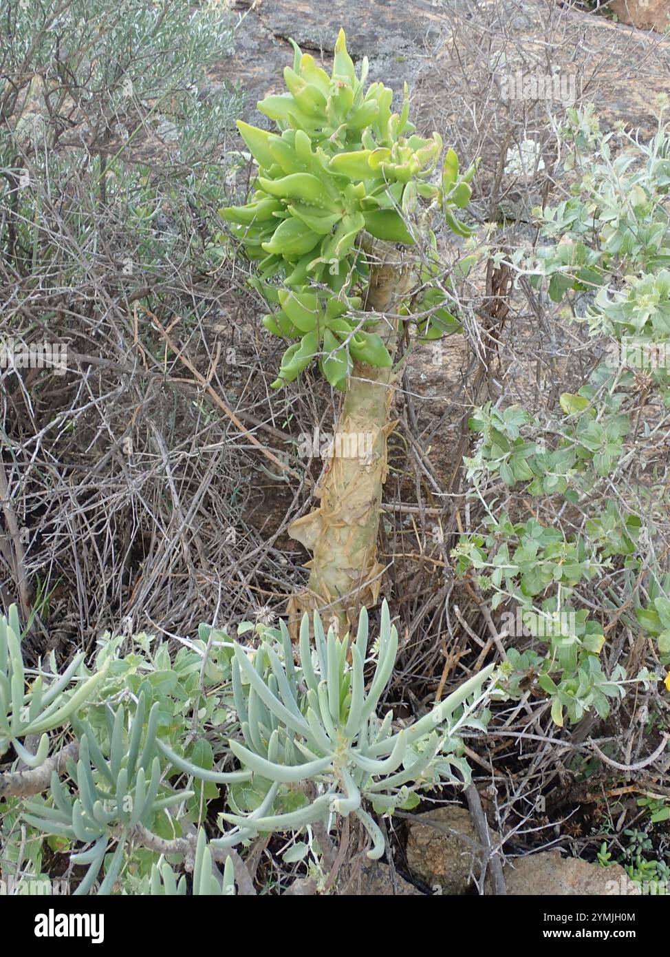 Botterboom (Tylecodon paniculatus Stock Photo - Alamy