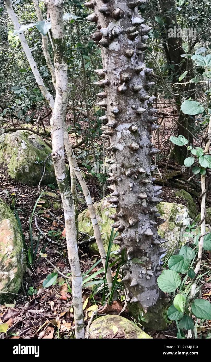 Small knobwood (Zanthoxylum capense Stock Photo - Alamy
