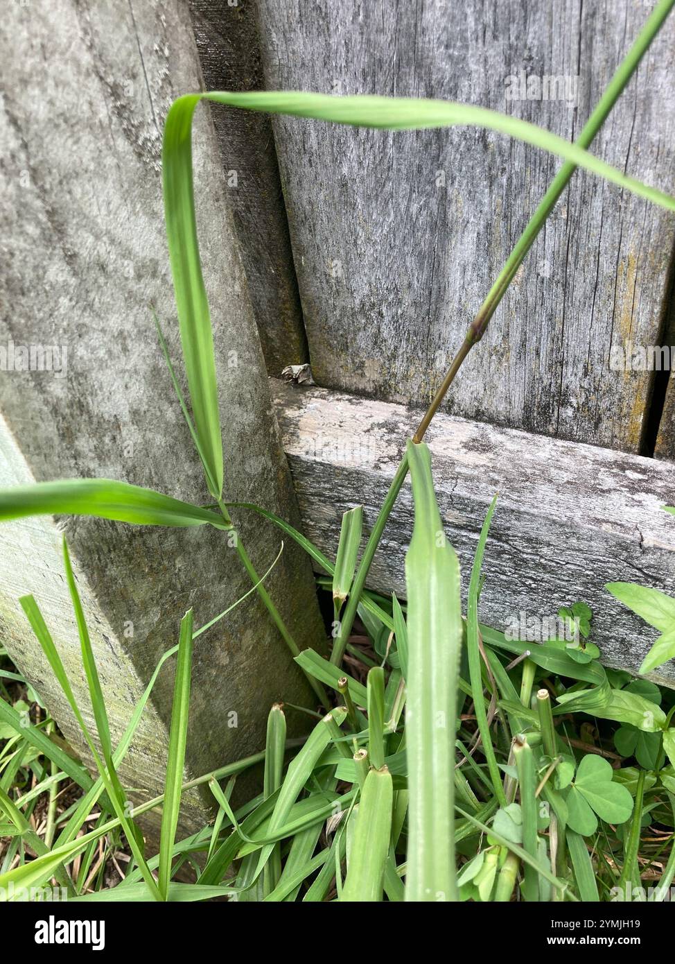 Paspalum dilatatum hi-res stock photography and images - Alamy