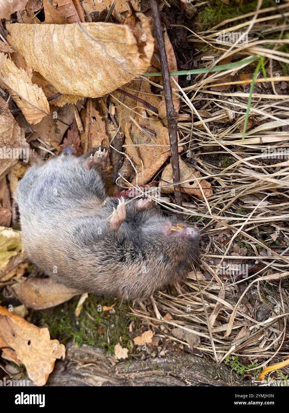 Woodland Vole (Microtus pinetorum Stock Photo - Alamy