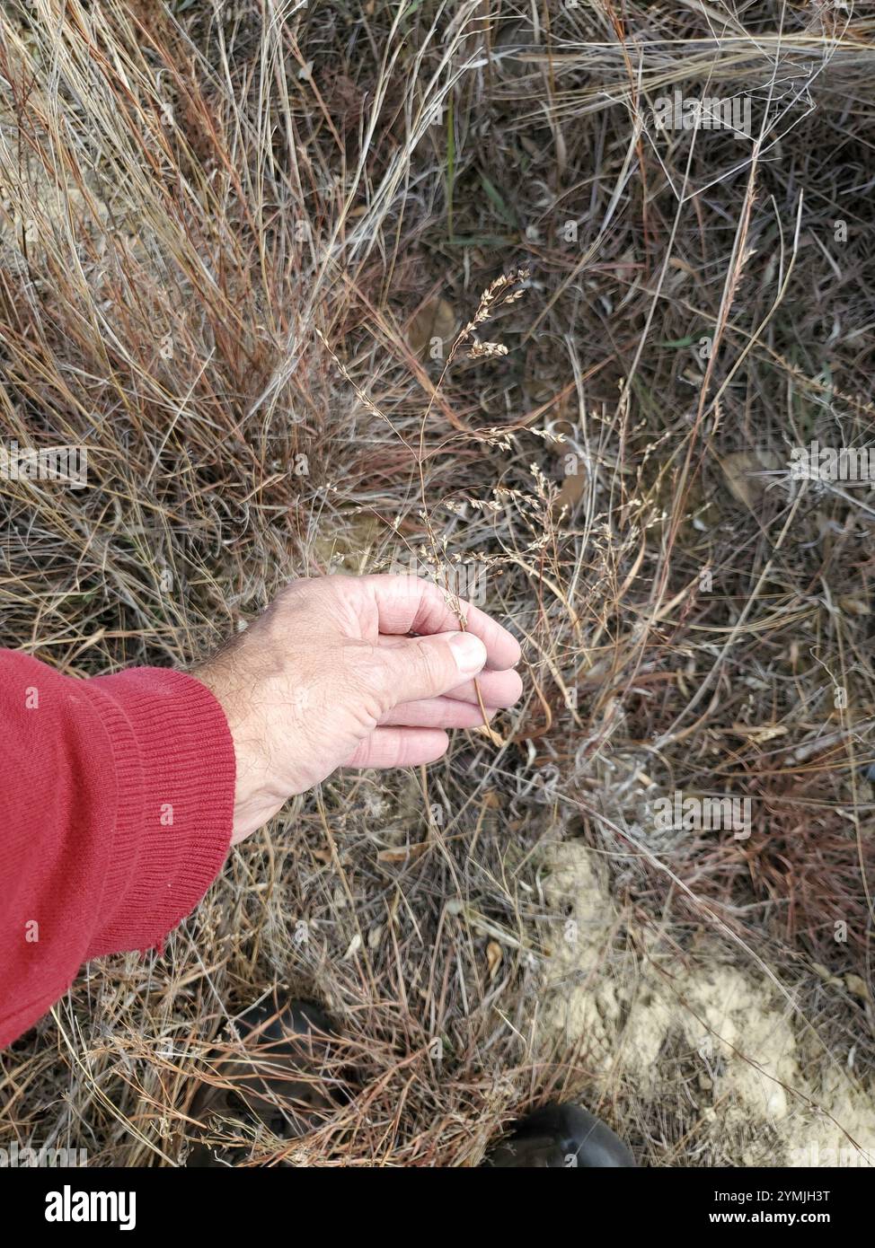 bristlegrasses, bluestems, paspalums, and allies (Panicoideae Stock ...