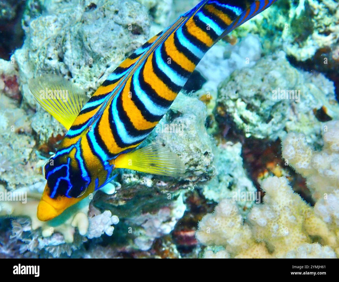 Regal Angelfish (Pygoplites diacanthus Stock Photo - Alamy